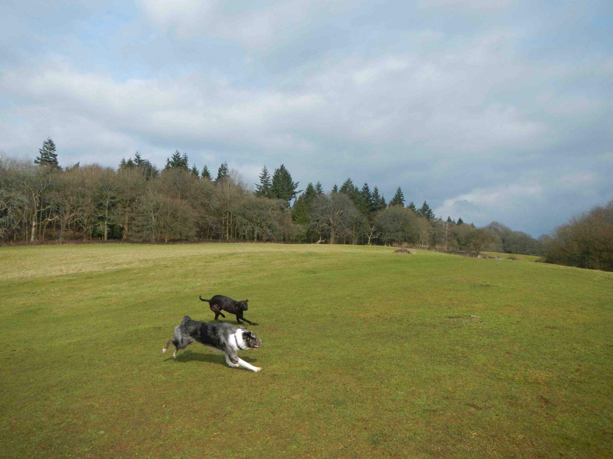 Chantry Wood - Thames Basin Heaths