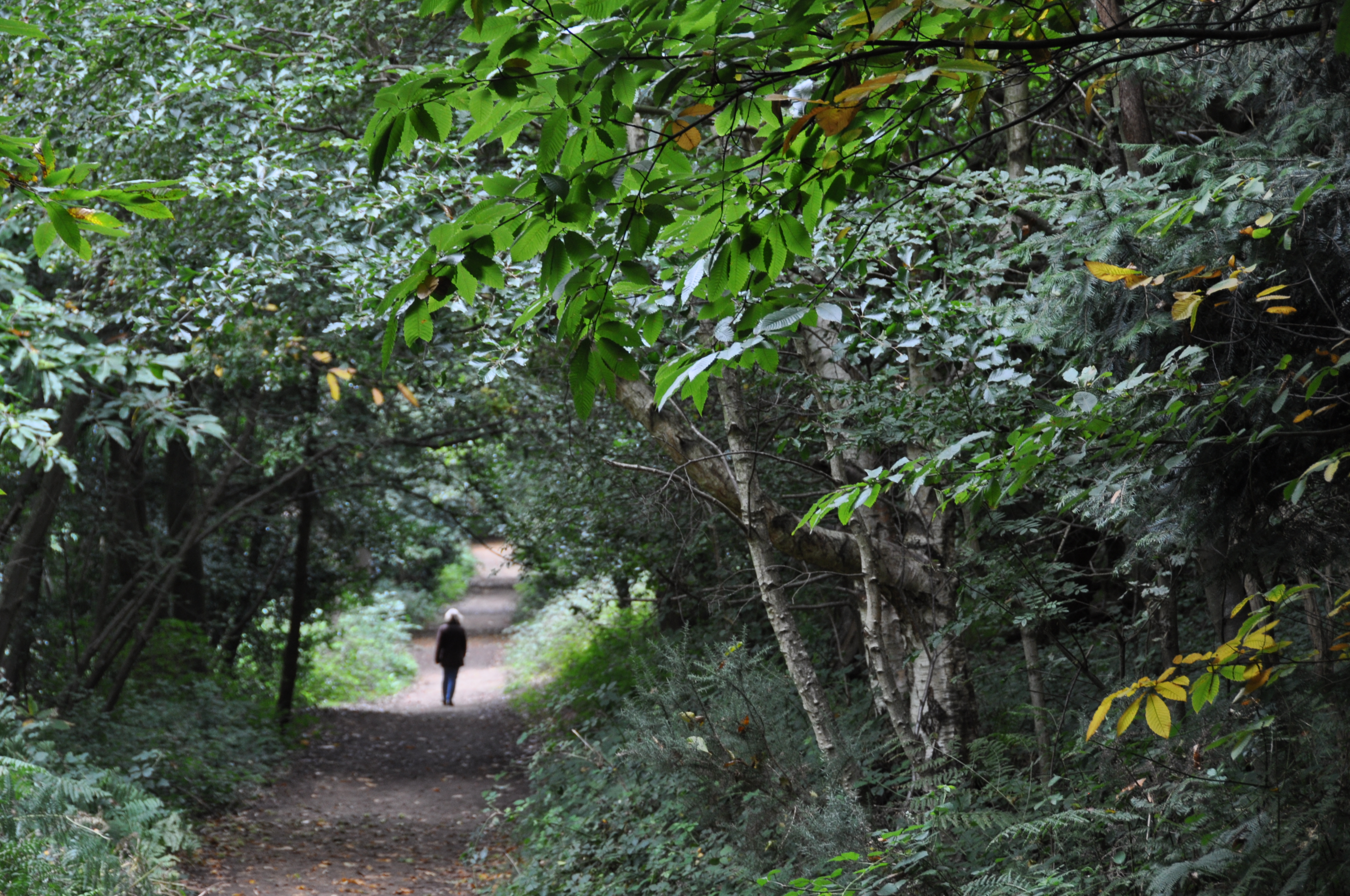 Chantry Wood - Thames Basin Heaths