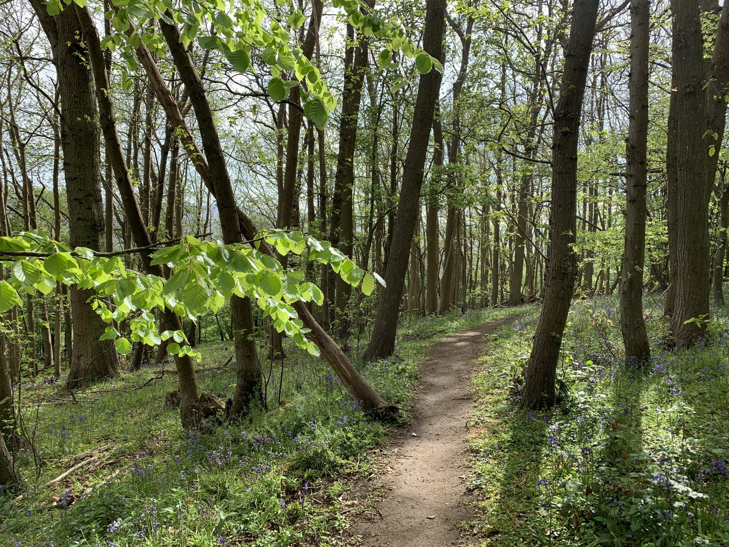 Chantry Wood - Thames Basin Heaths