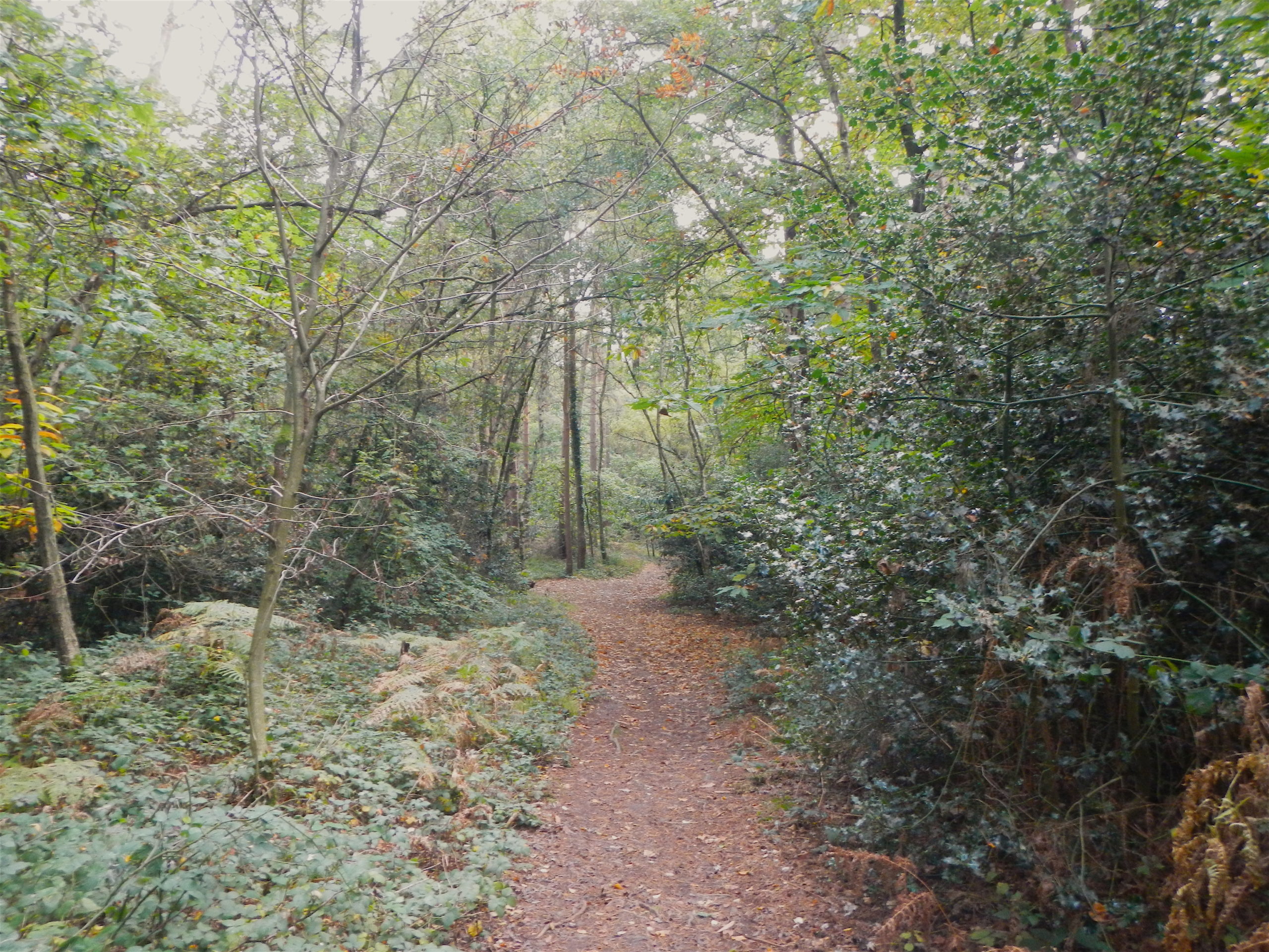 Diamond Ridge Woods - Thames Basin Heaths