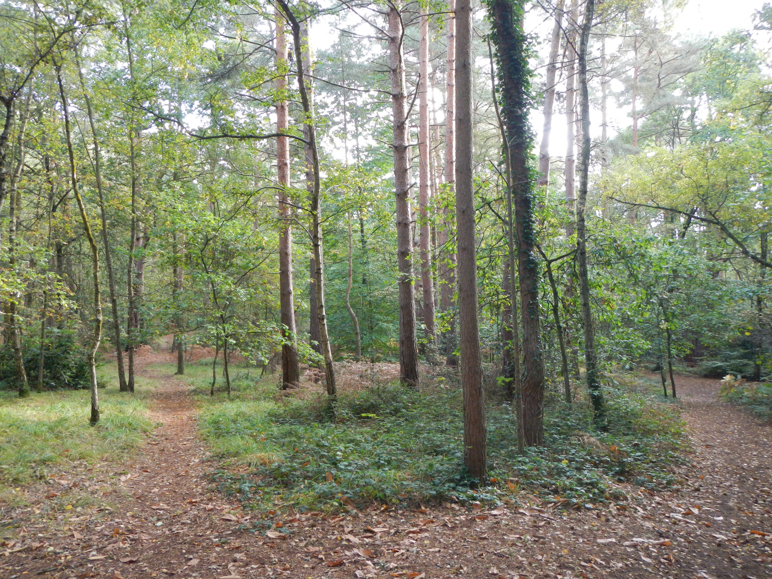 Diamond Ridge Woods - Thames Basin Heaths