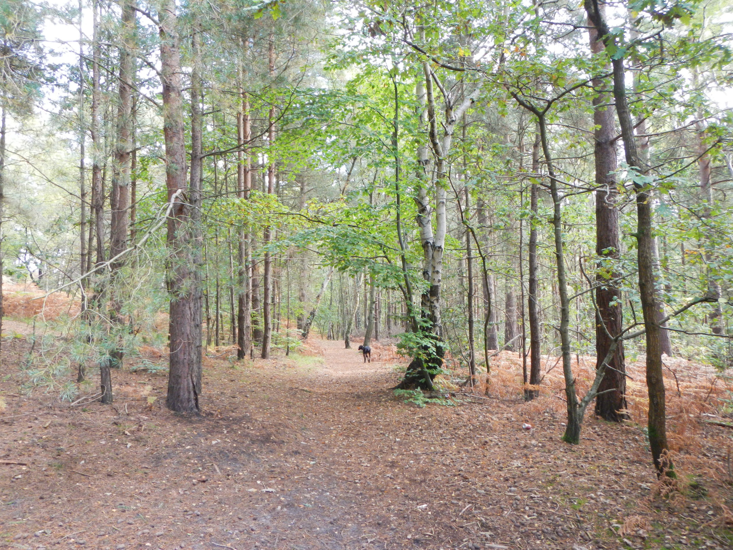 Diamond Ridge Woods - Thames Basin Heaths