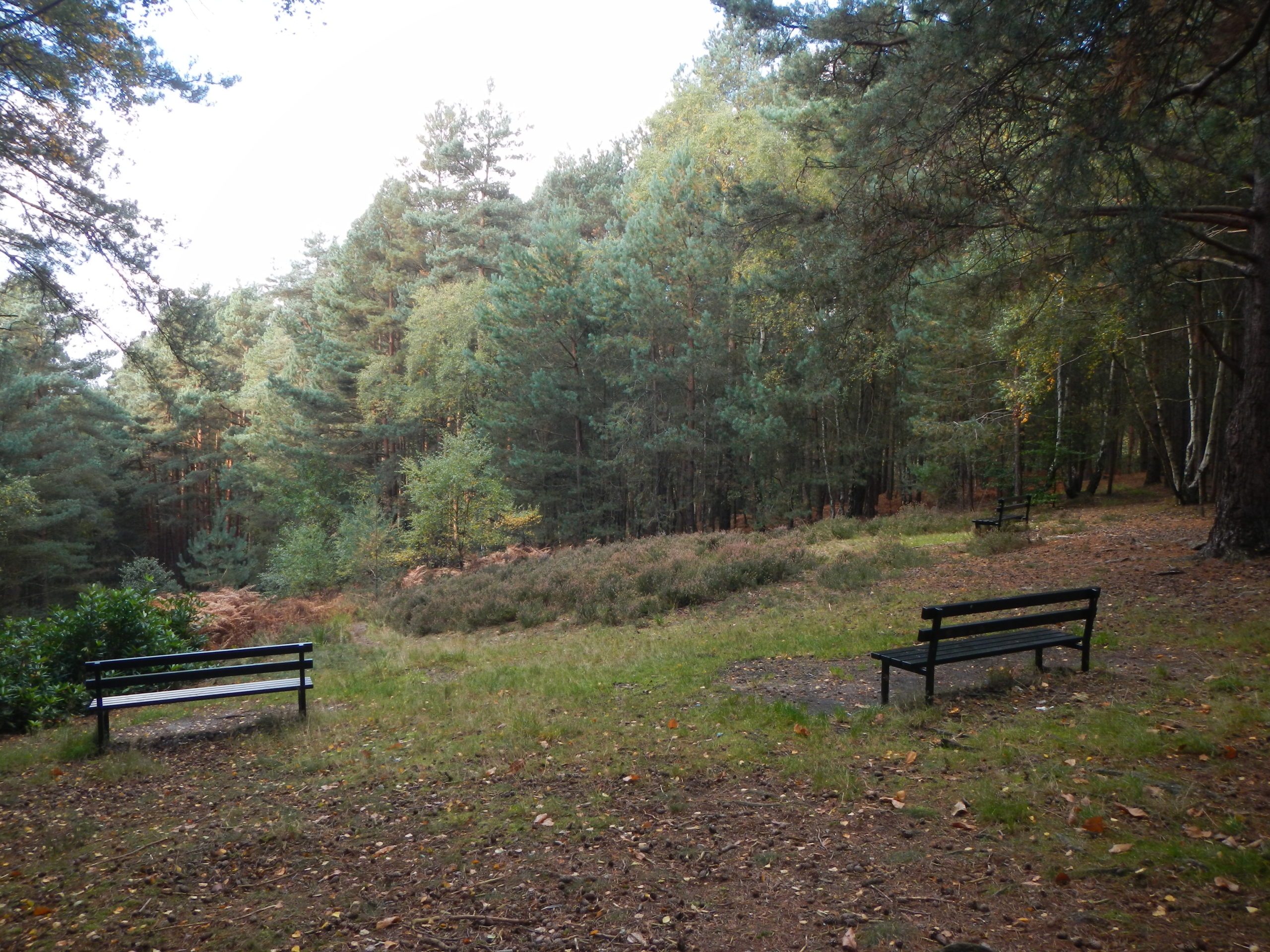 Diamond Ridge Woods - Thames Basin Heaths