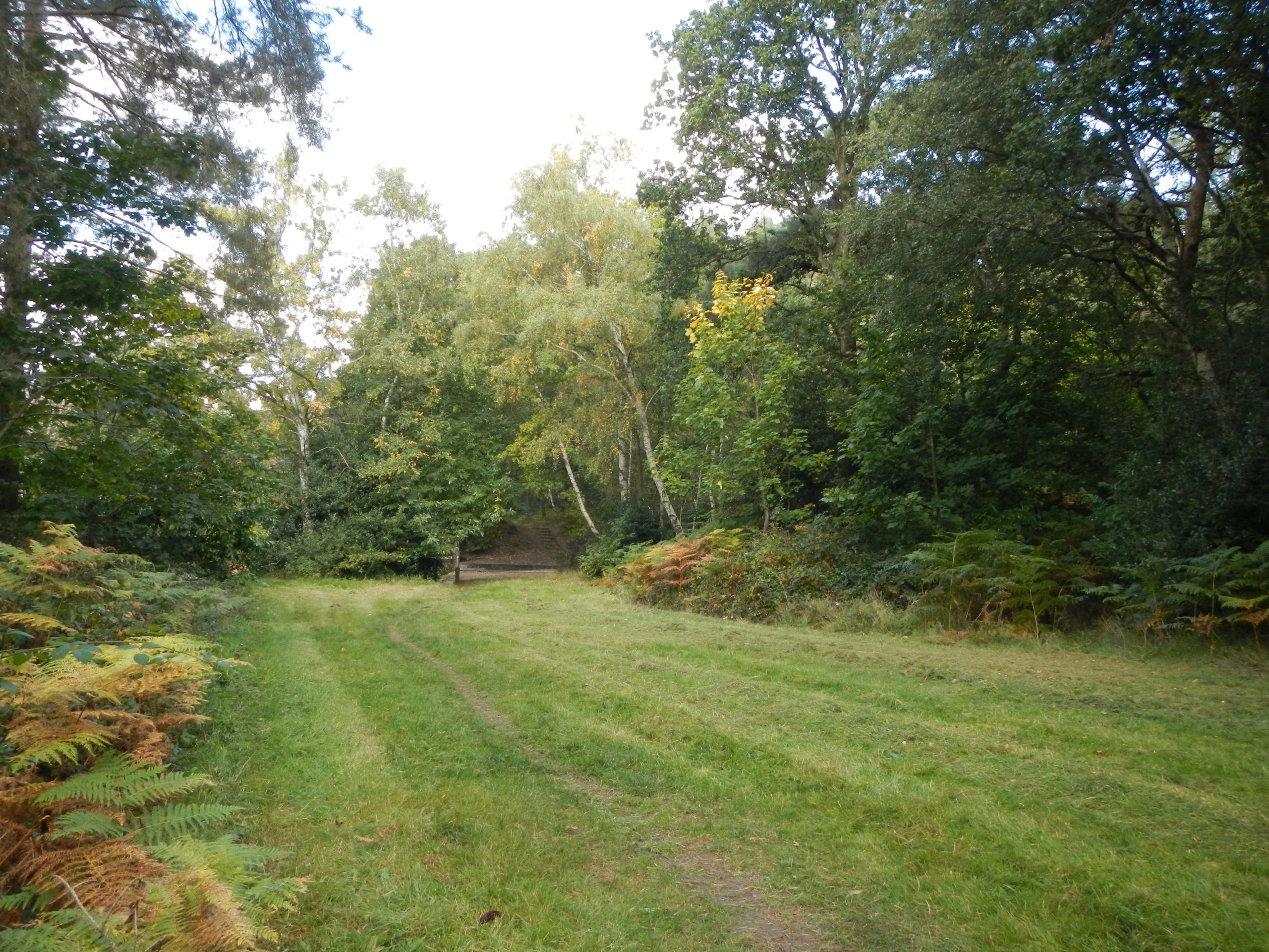 Diamond Ridge Woods - Thames Basin Heaths