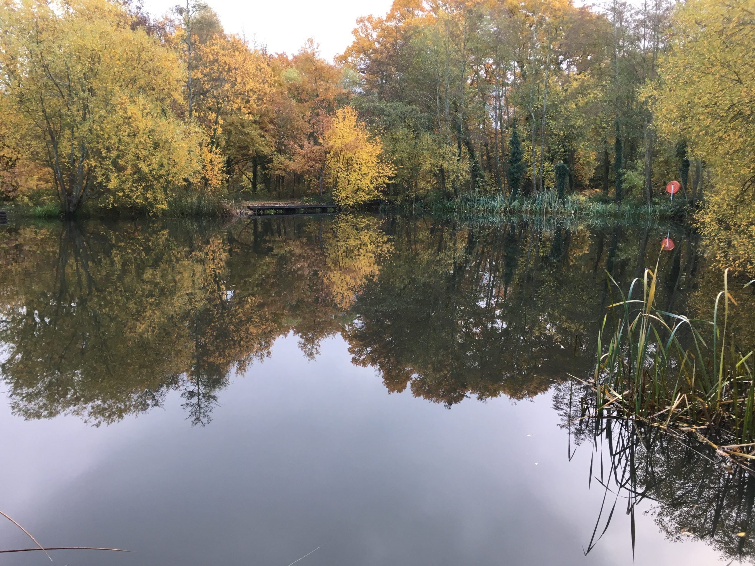 Brookwood Country Park - Thames Basin Heaths