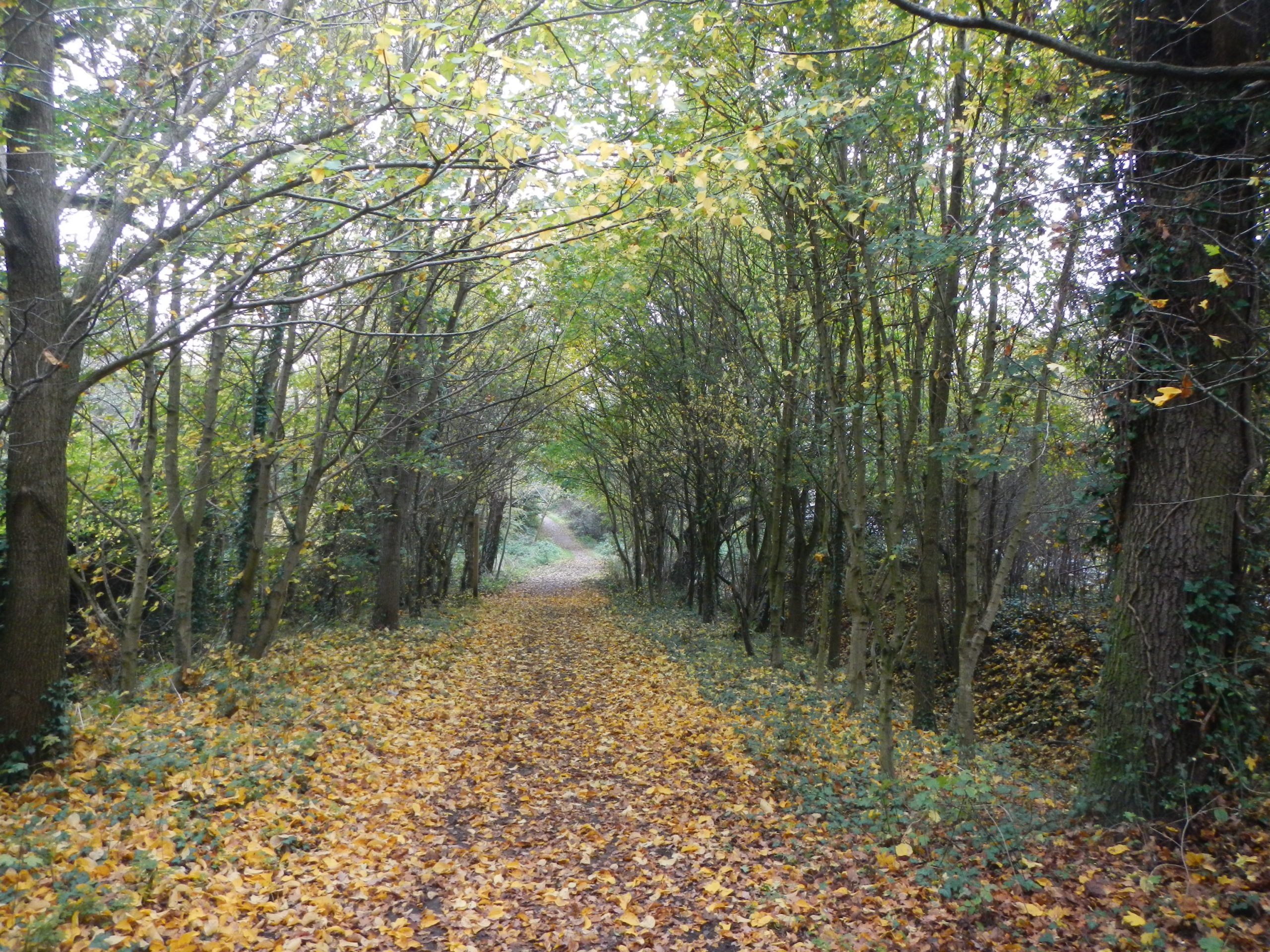 Cut Countryside Corridor - Thames Basin Heaths