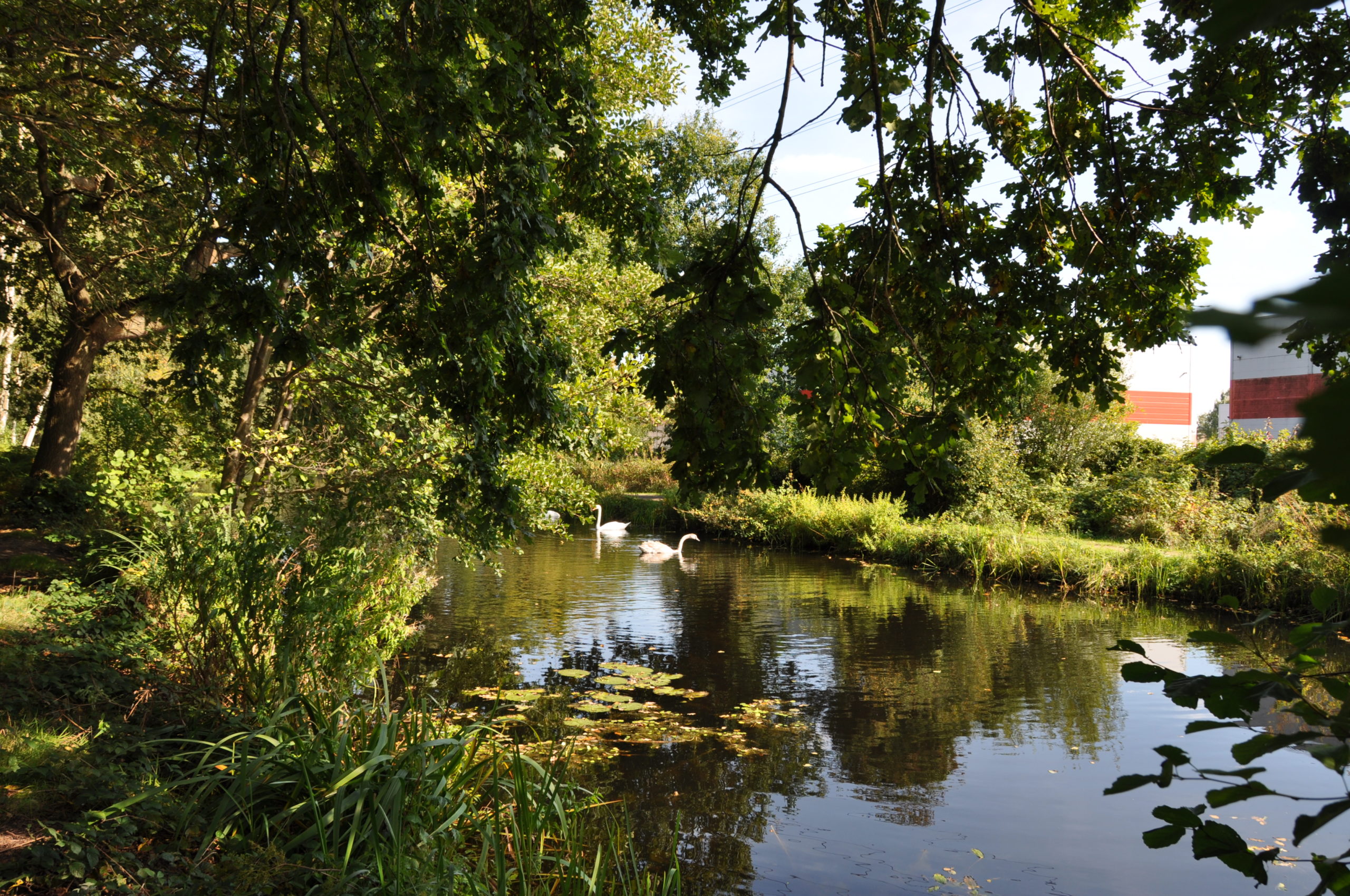 Woodham Common - Thames Basin Heaths