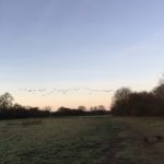 Heather Farm - Thames Basin Heaths