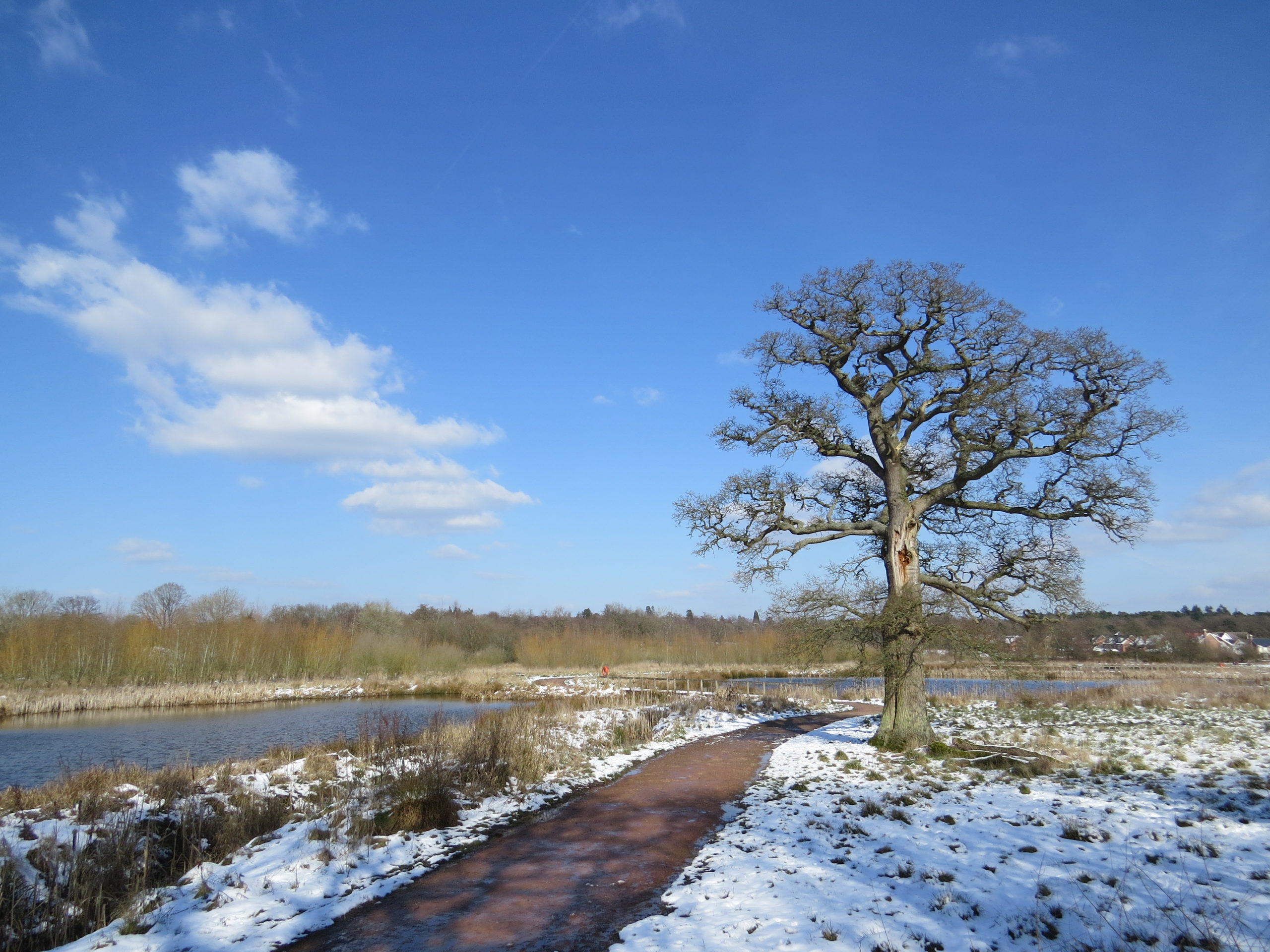 Edenbrook Country Park - Thames Basin Heaths