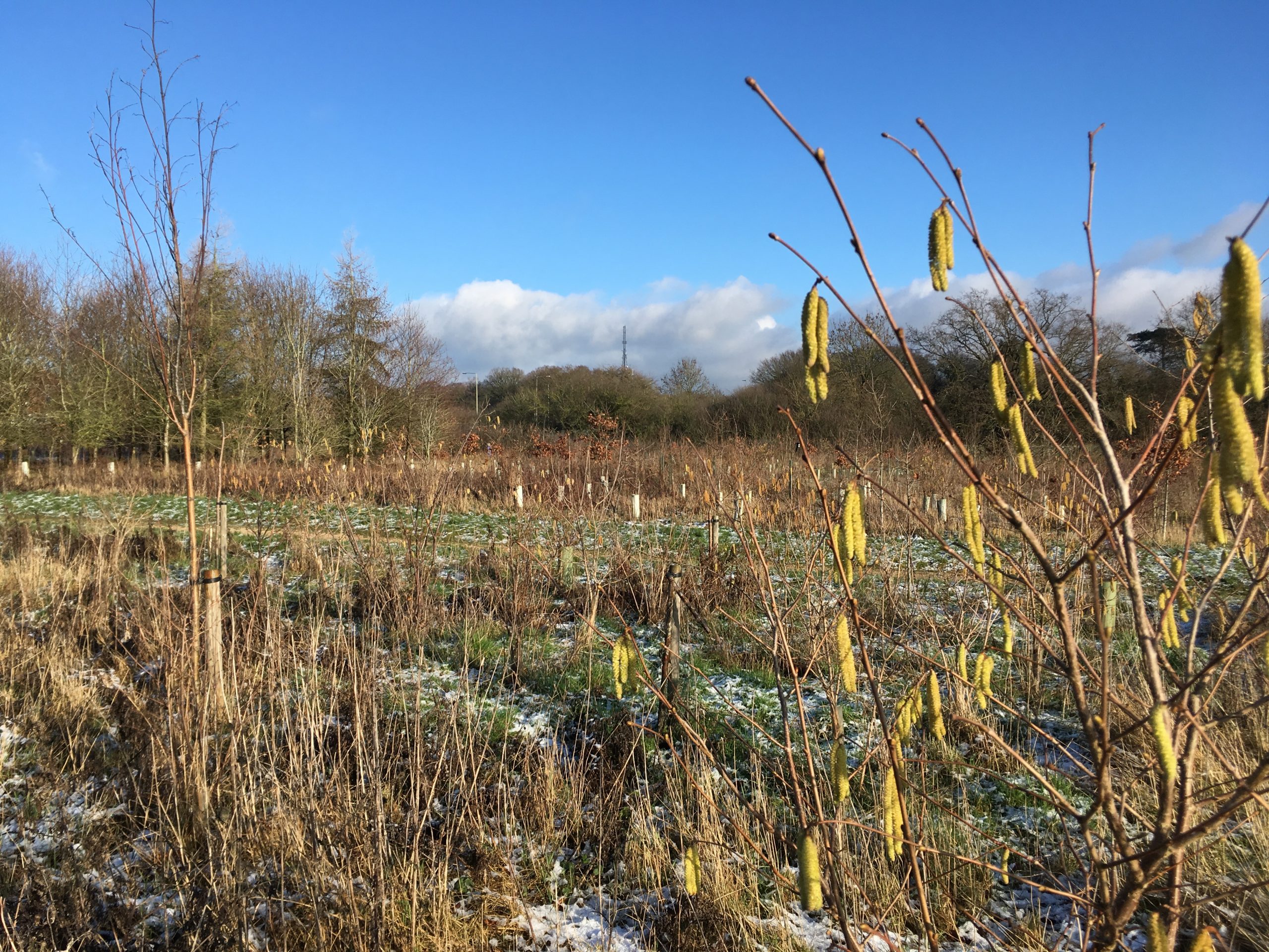 Buckhurst Meadow - Thames Basin Heaths