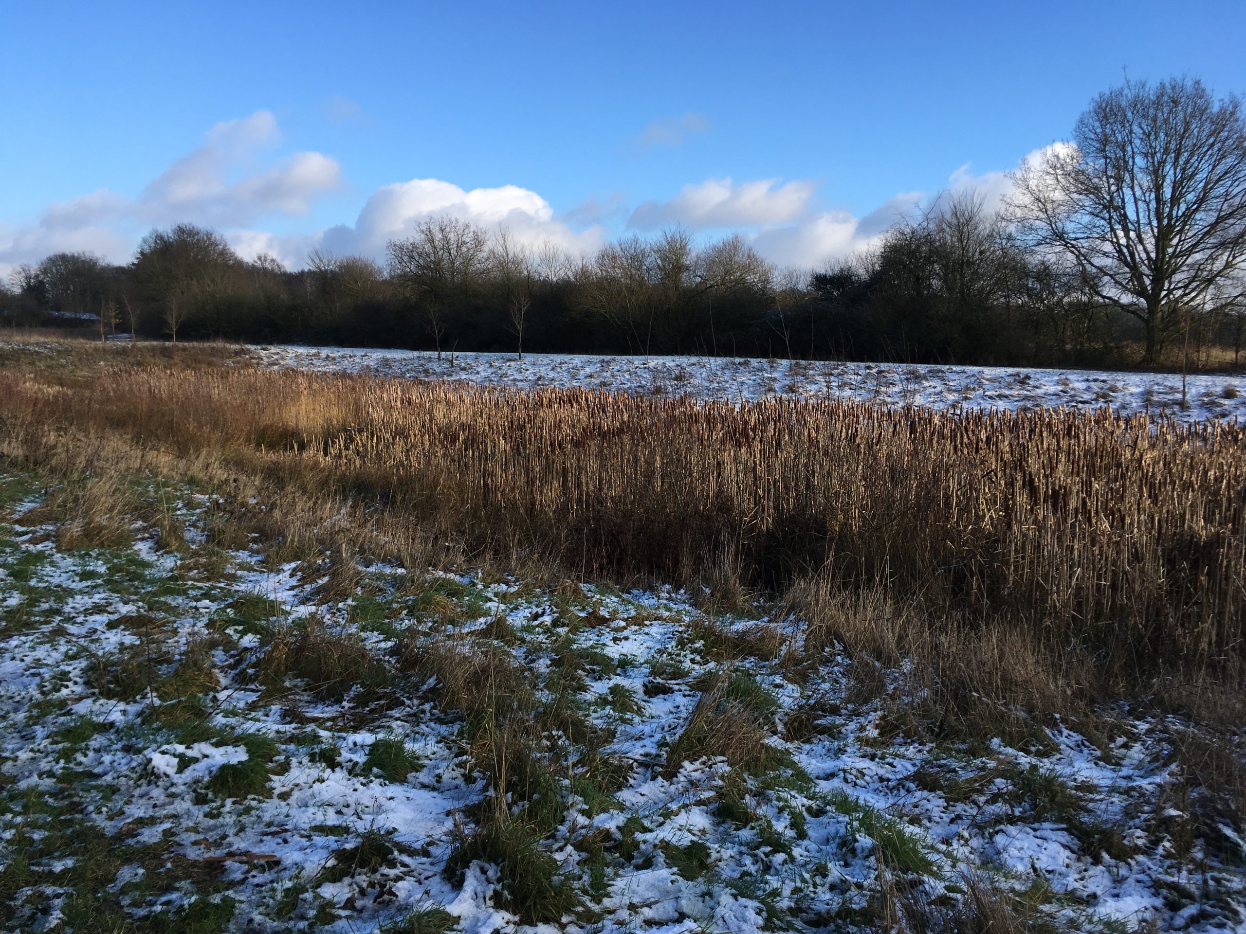 Buckhurst Meadow - Thames Basin Heaths