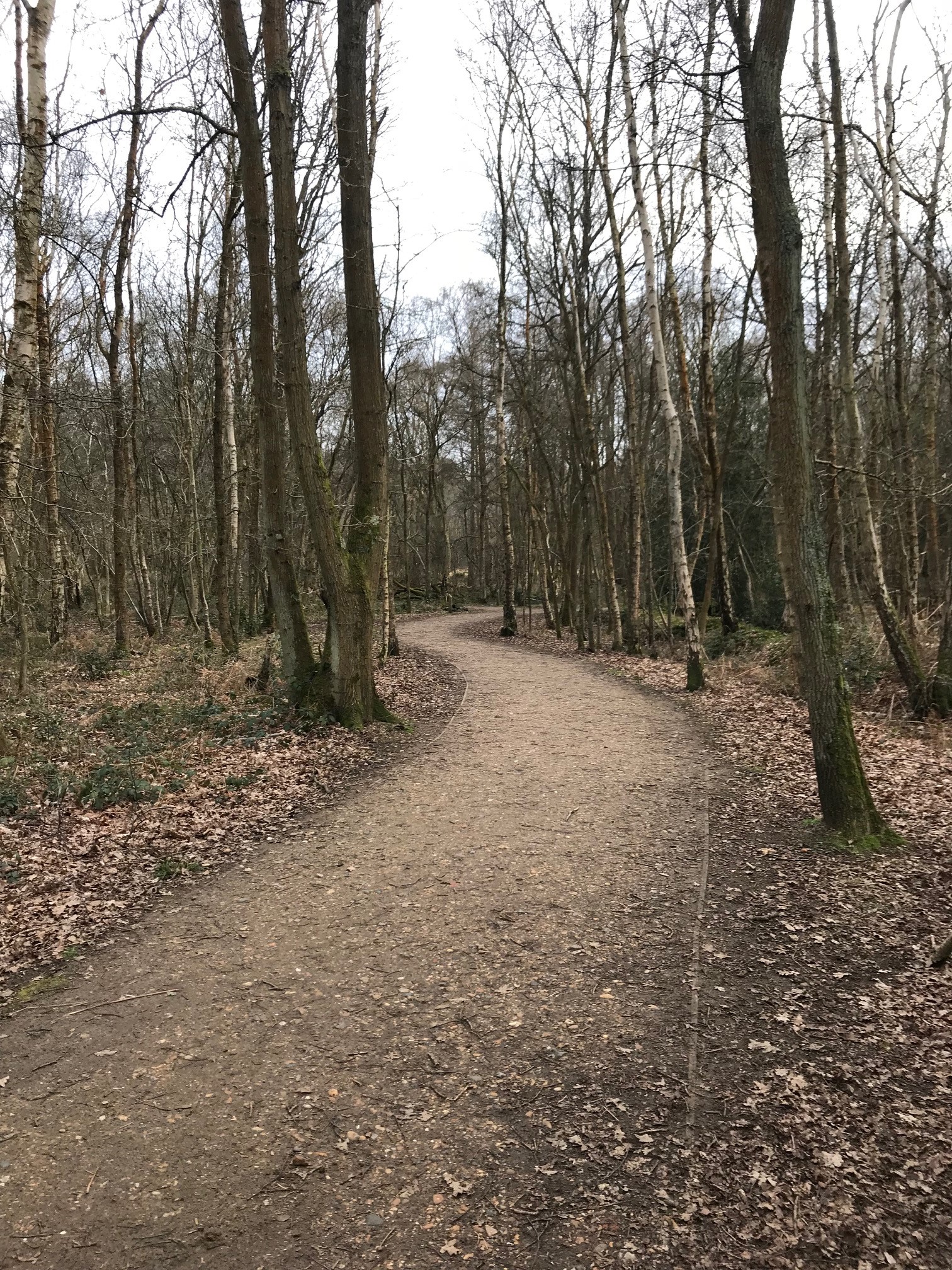 Southwood Woodland - Thames Basin Heaths