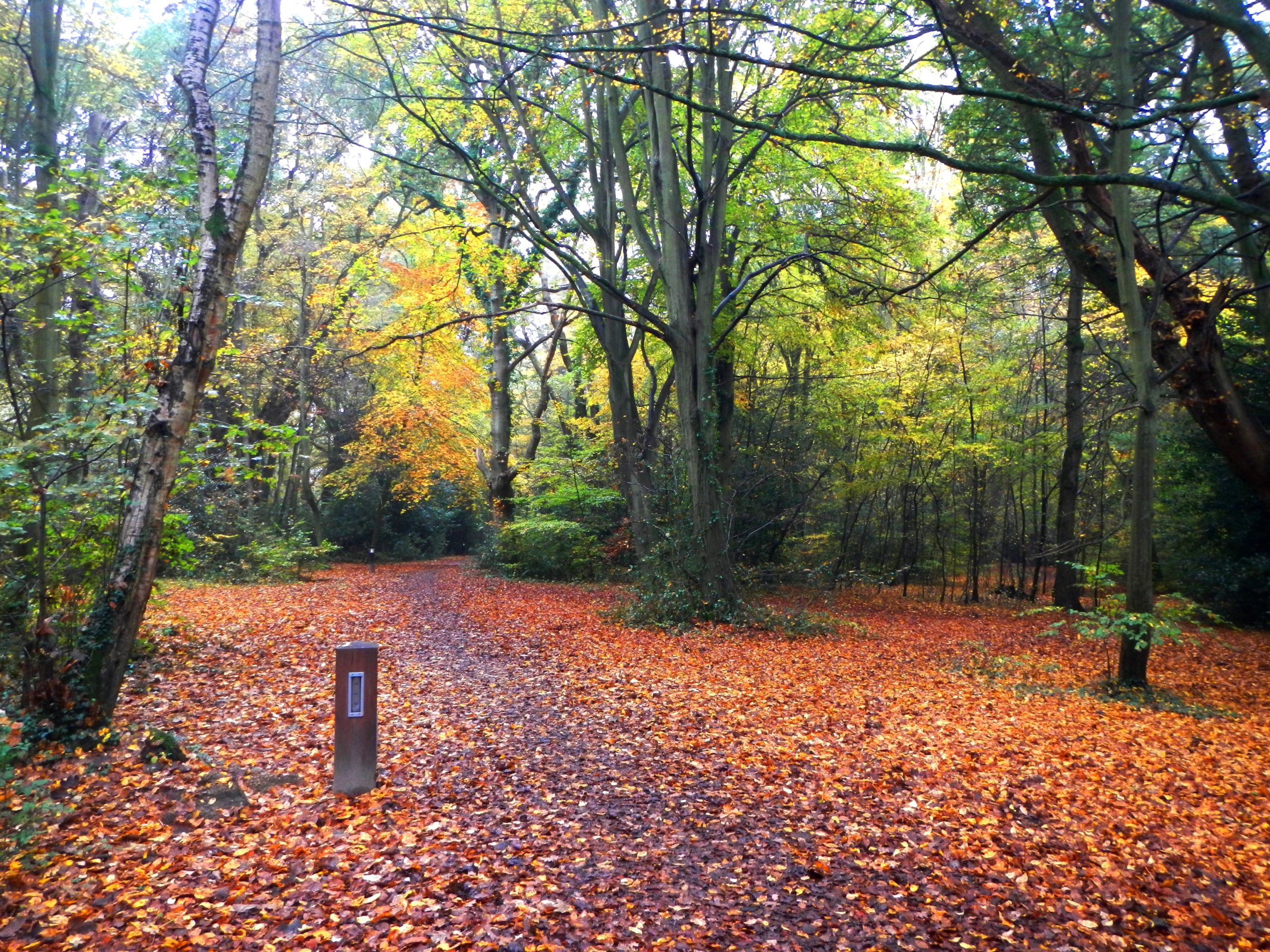 Queen Elizabeth II Fields - Thames Basin Heaths