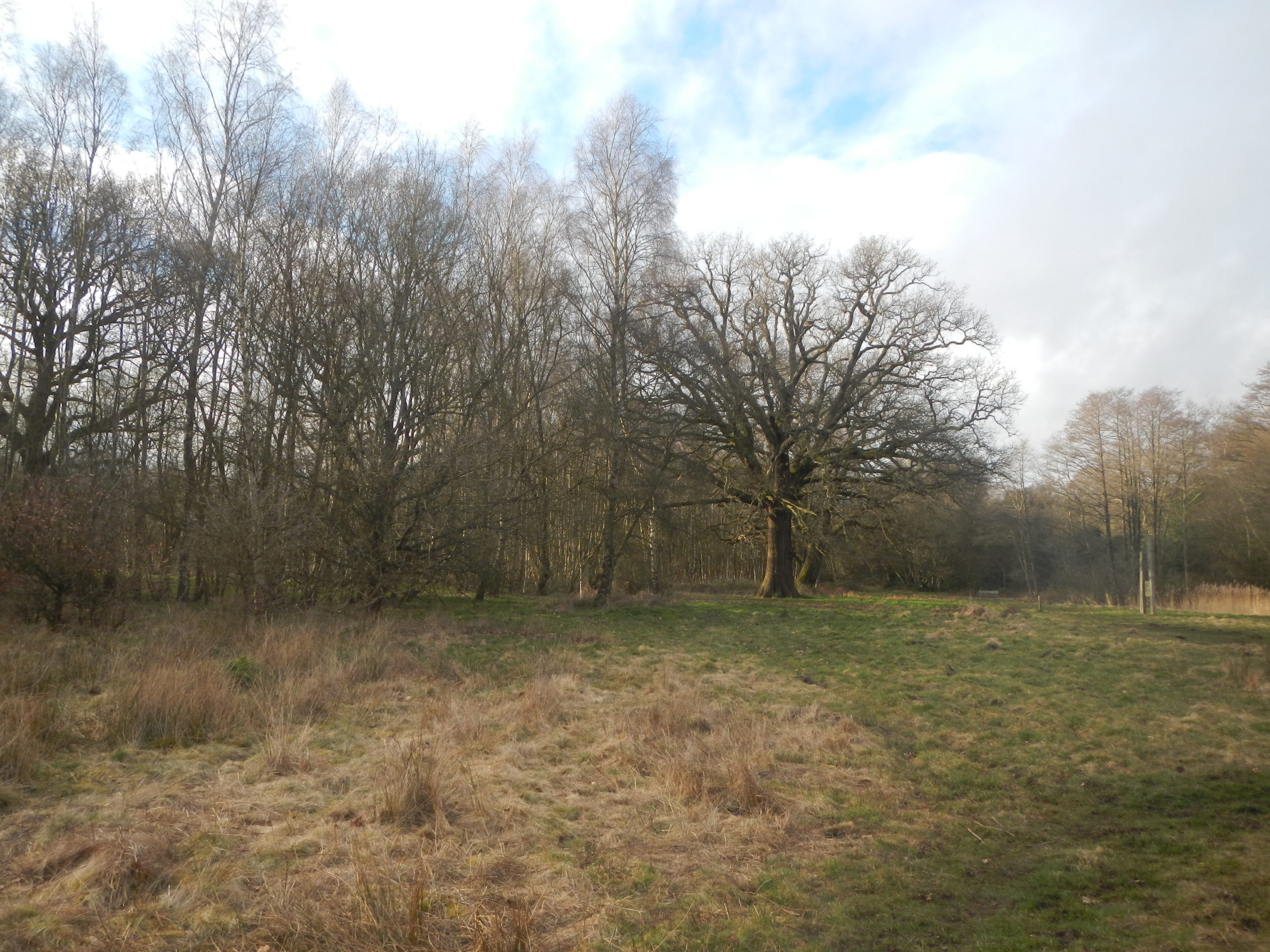 Southwood Woodland - Thames Basin Heaths