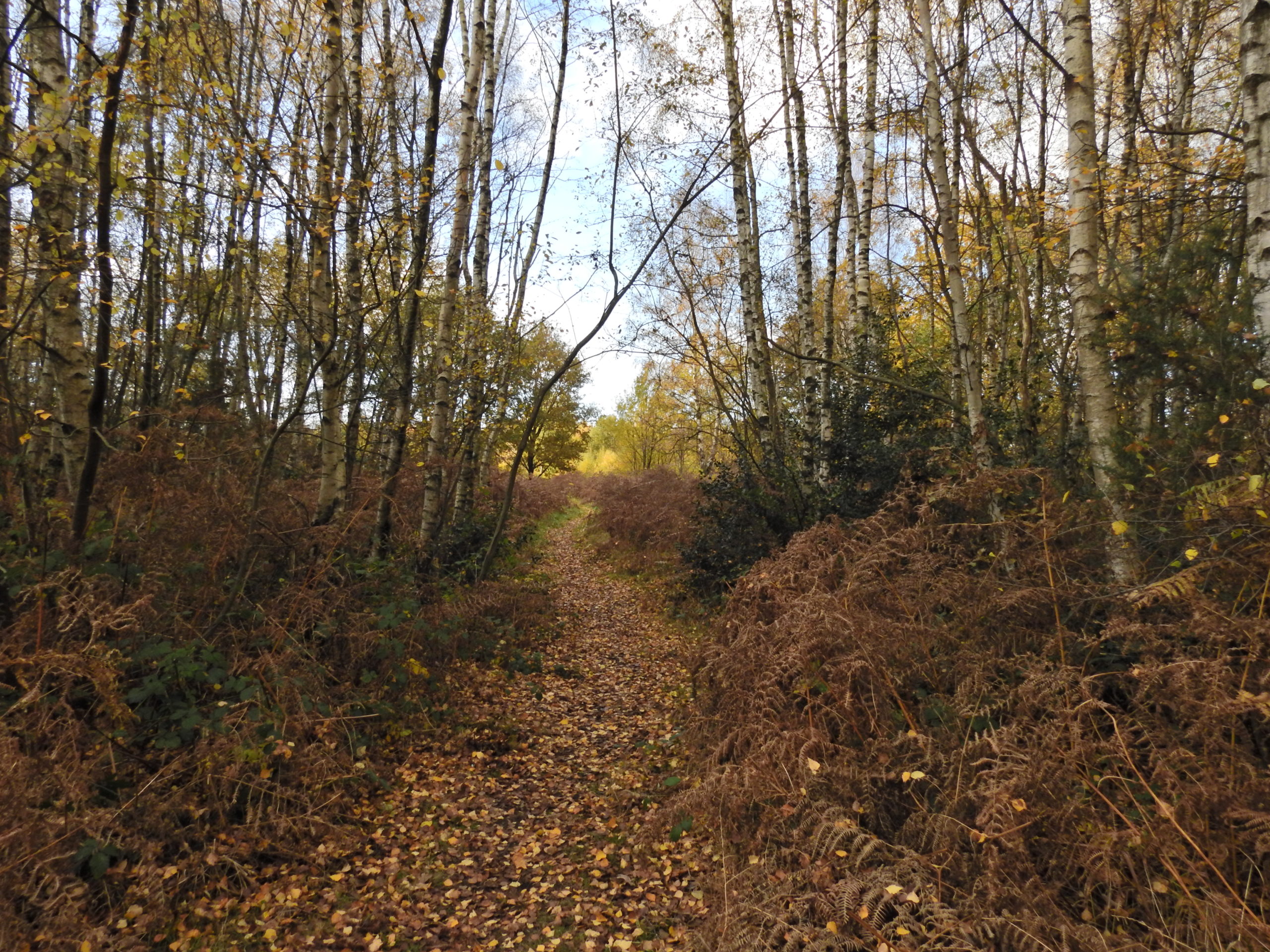 Bisley Common - Thames Basin Heaths