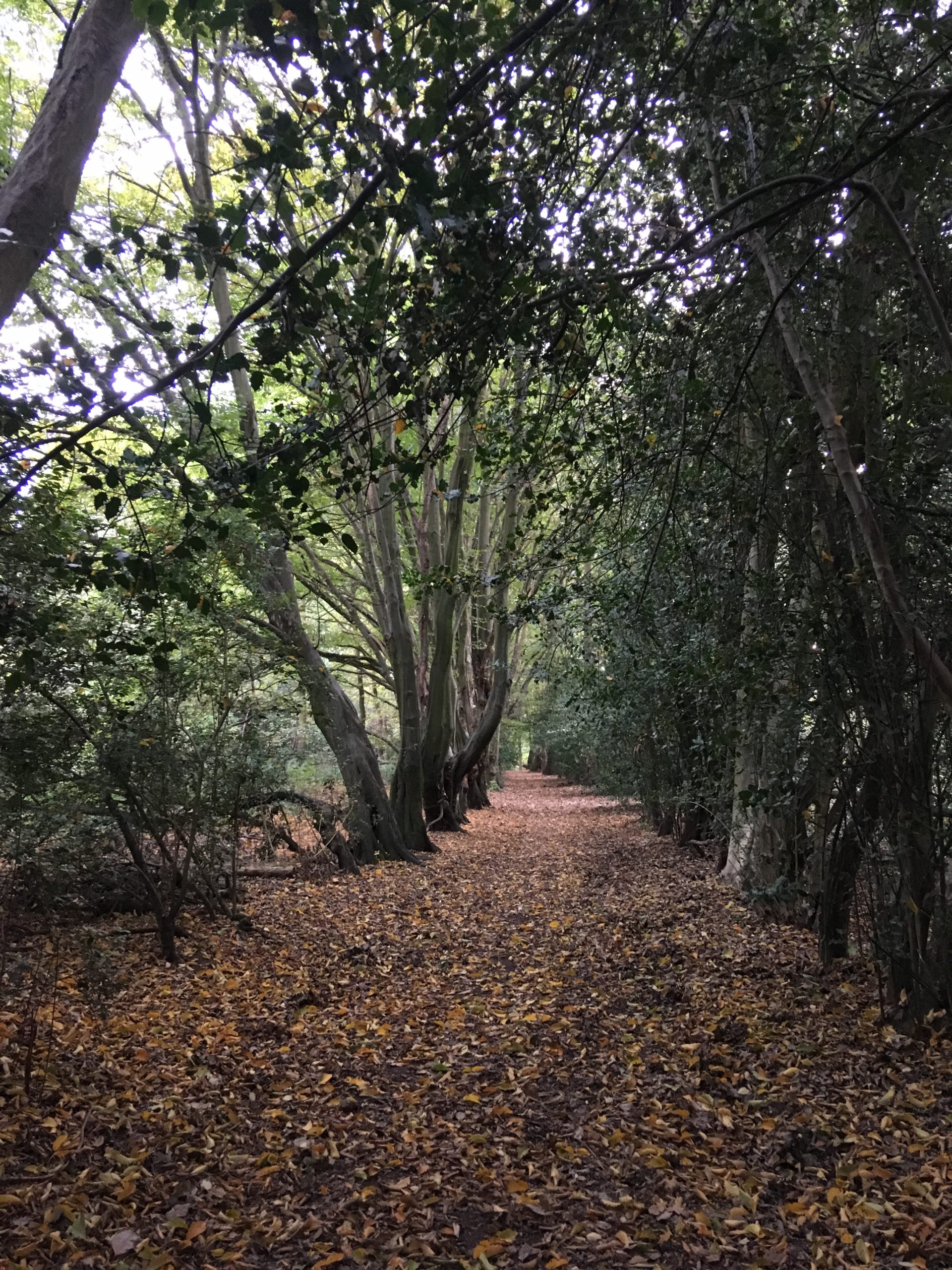 Hare Hill - Thames Basin Heaths
