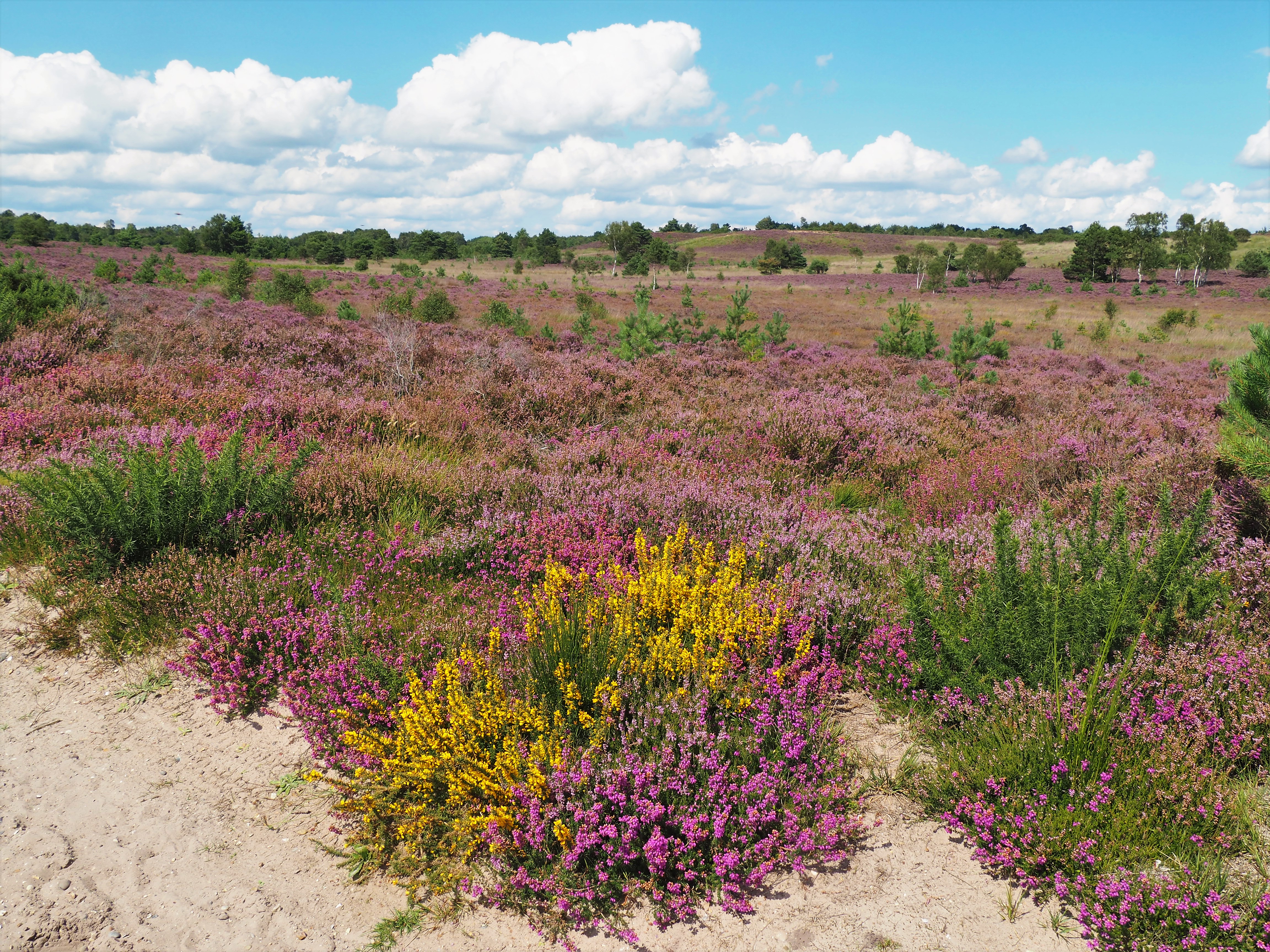 A special place with special protection - Thames Basin Heaths