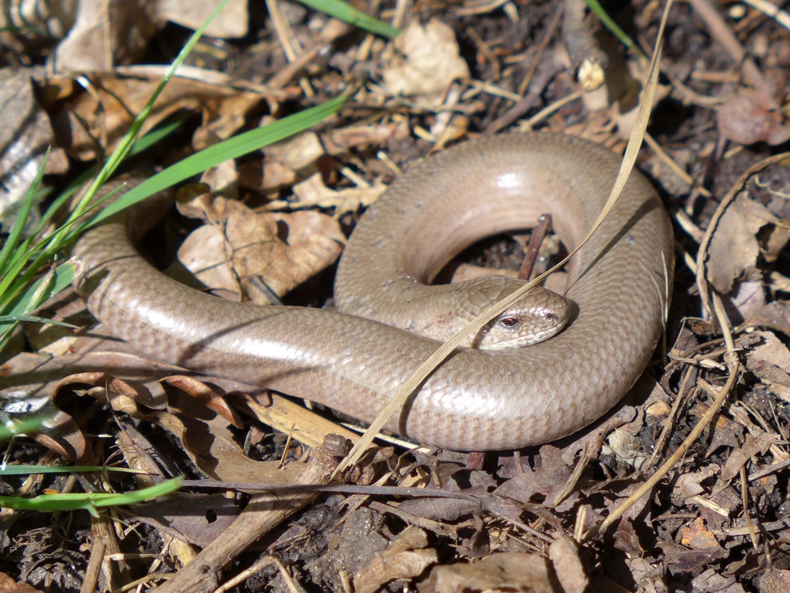 Is it a snake, is it a worm? No, it’s a lizard! - Thames Basin Heaths
