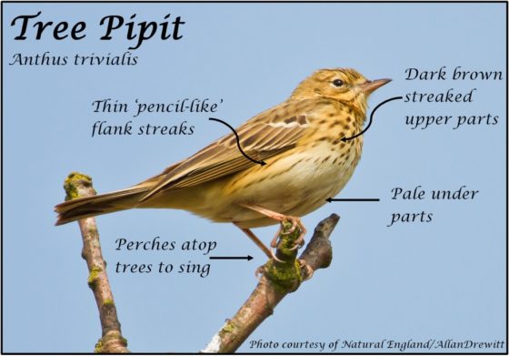 Birding beginnings: Parachuting pipits - Thames Basin Heaths