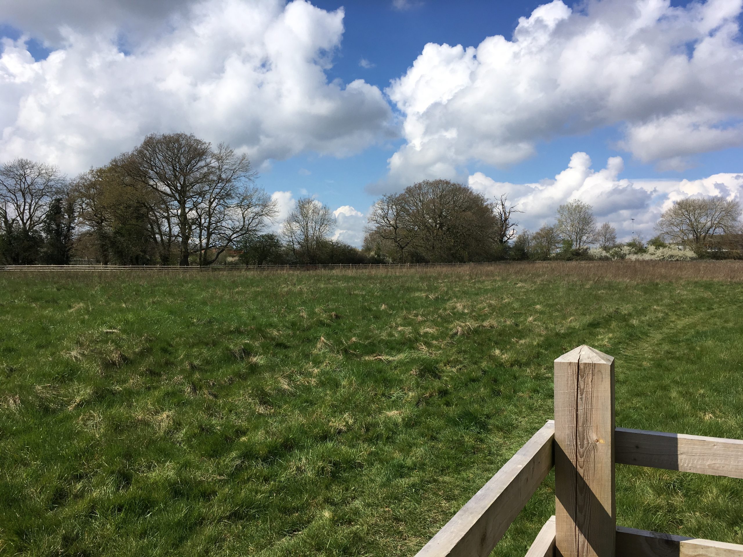 Five Acre Field - Thames Basin Heaths