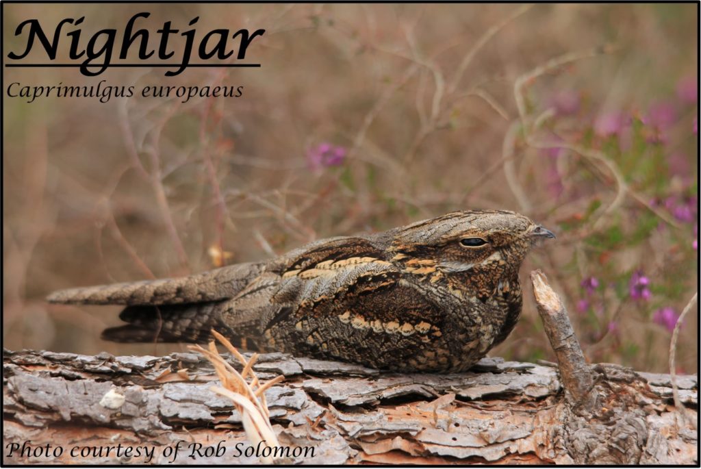 Birding beginnings: The nightjar has arrived! - Thames Basin Heaths