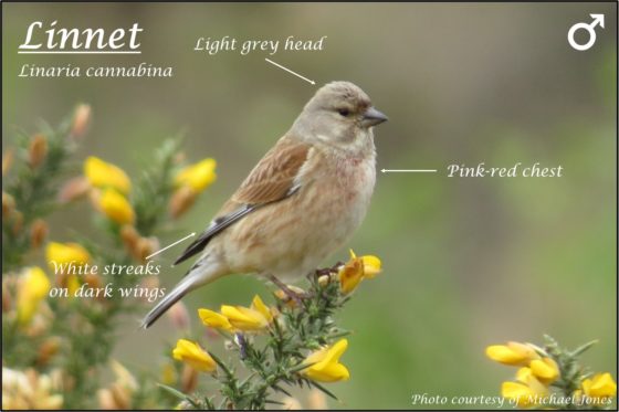 Birding beginnings: Listening out for linnets - Thames Basin Heaths