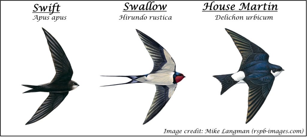 Birding beginnings: Swift, swallow or martin? - Thames Basin Heaths
