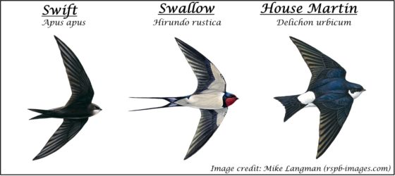 Birding beginnings: Swift, swallow or martin? - Thames Basin Heaths