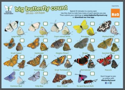 The Big Butterfly Count - Thames Basin Heaths
