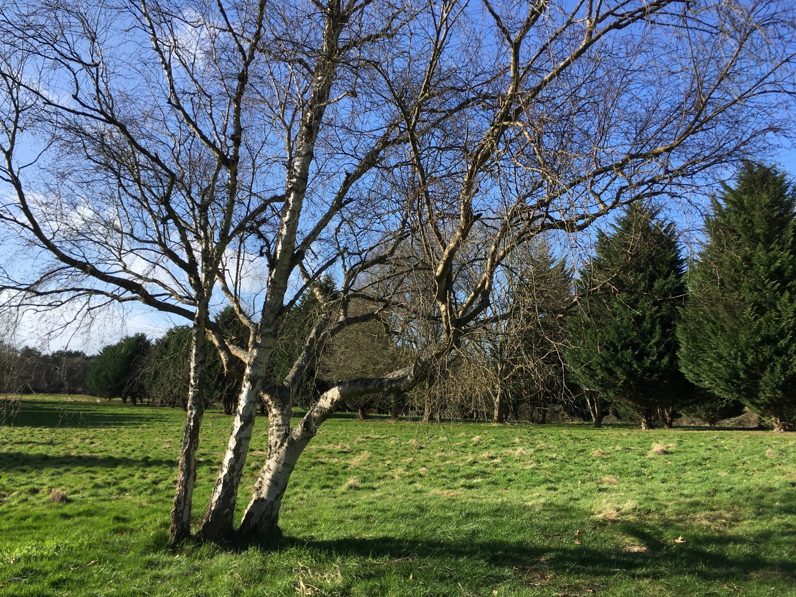 Windlemere - Thames Basin Heaths