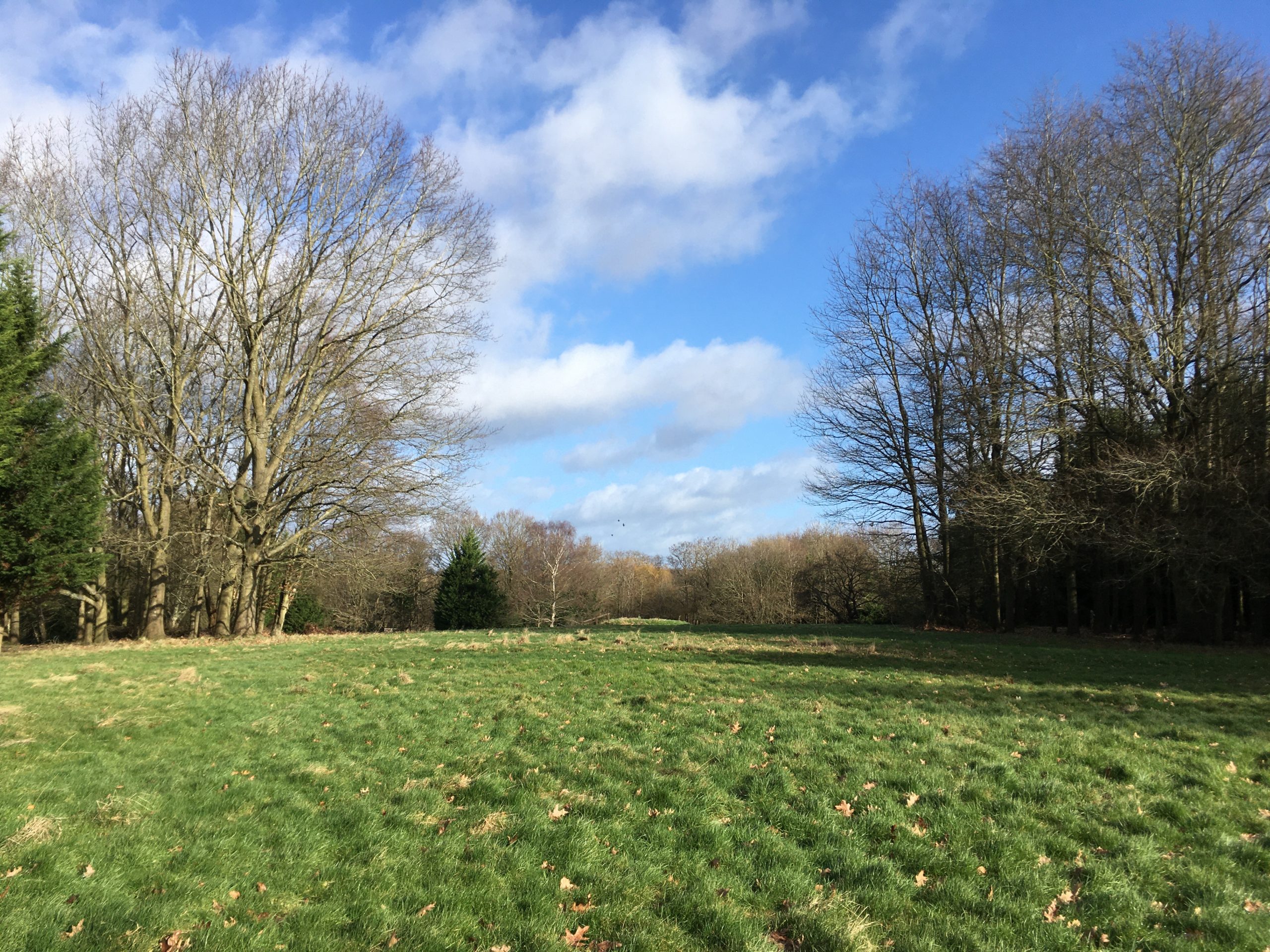Windlemere - Thames Basin Heaths
