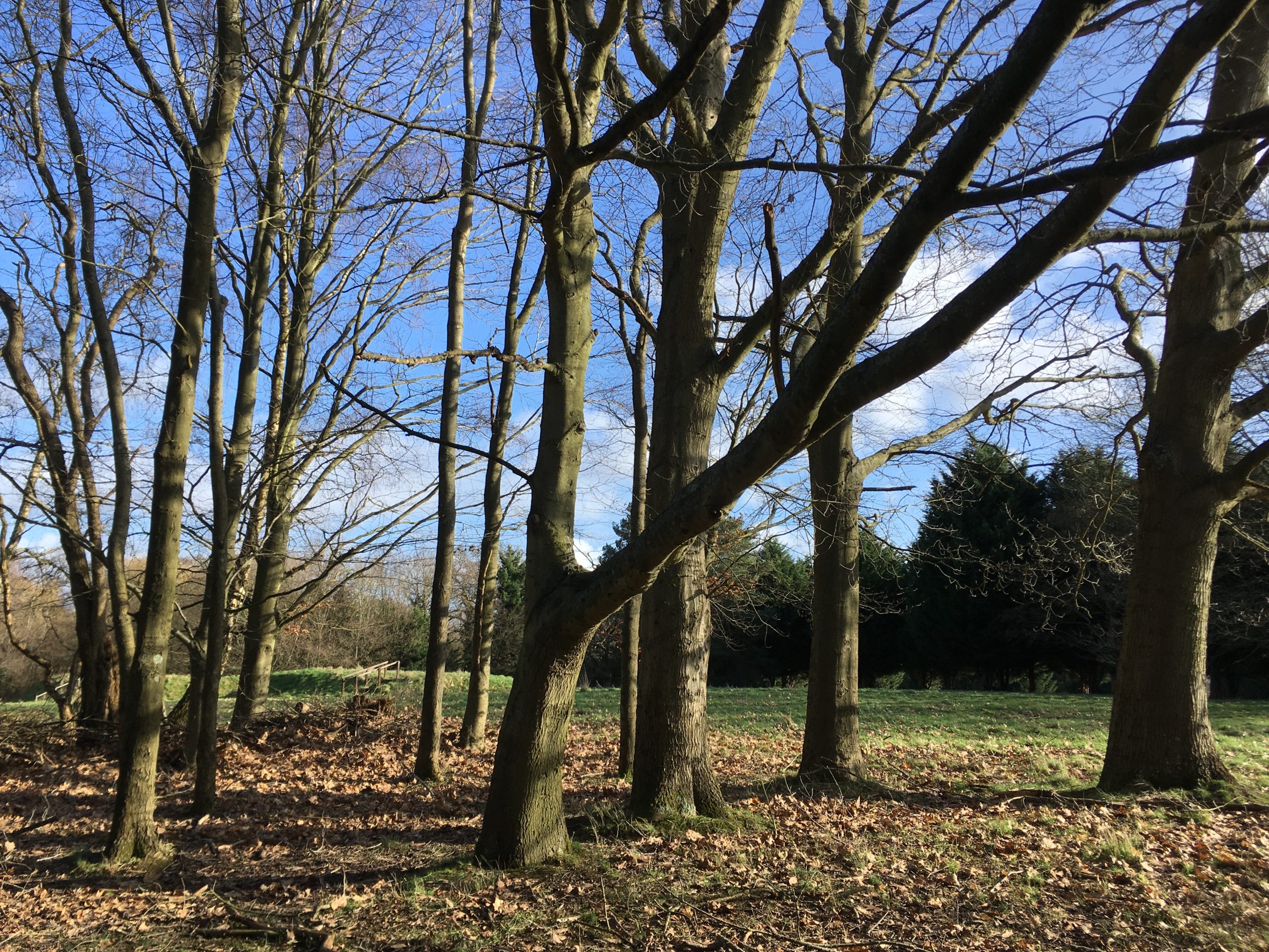Windlemere - Thames Basin Heaths