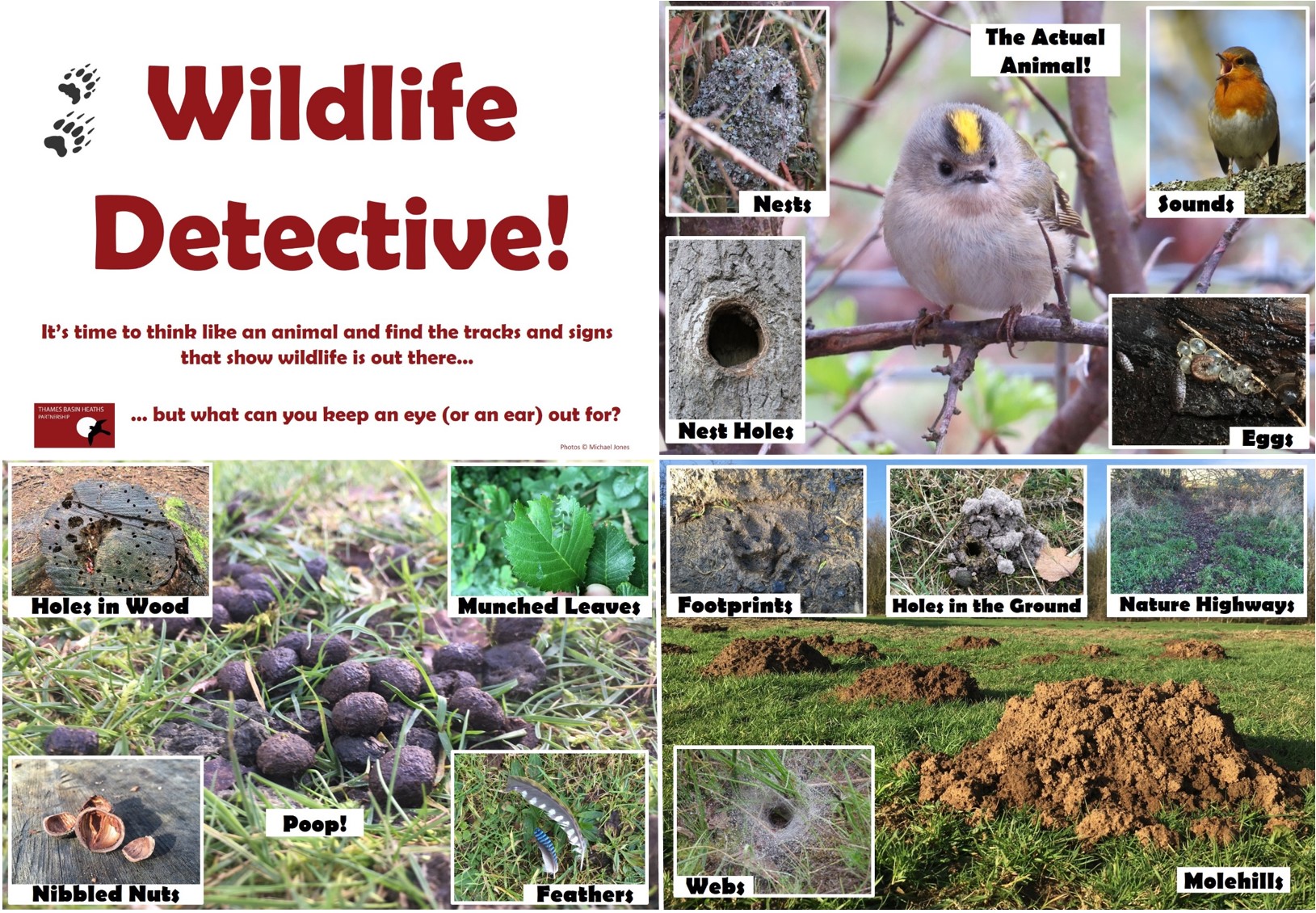 #Heathland At Home activities - Thames Basin Heaths