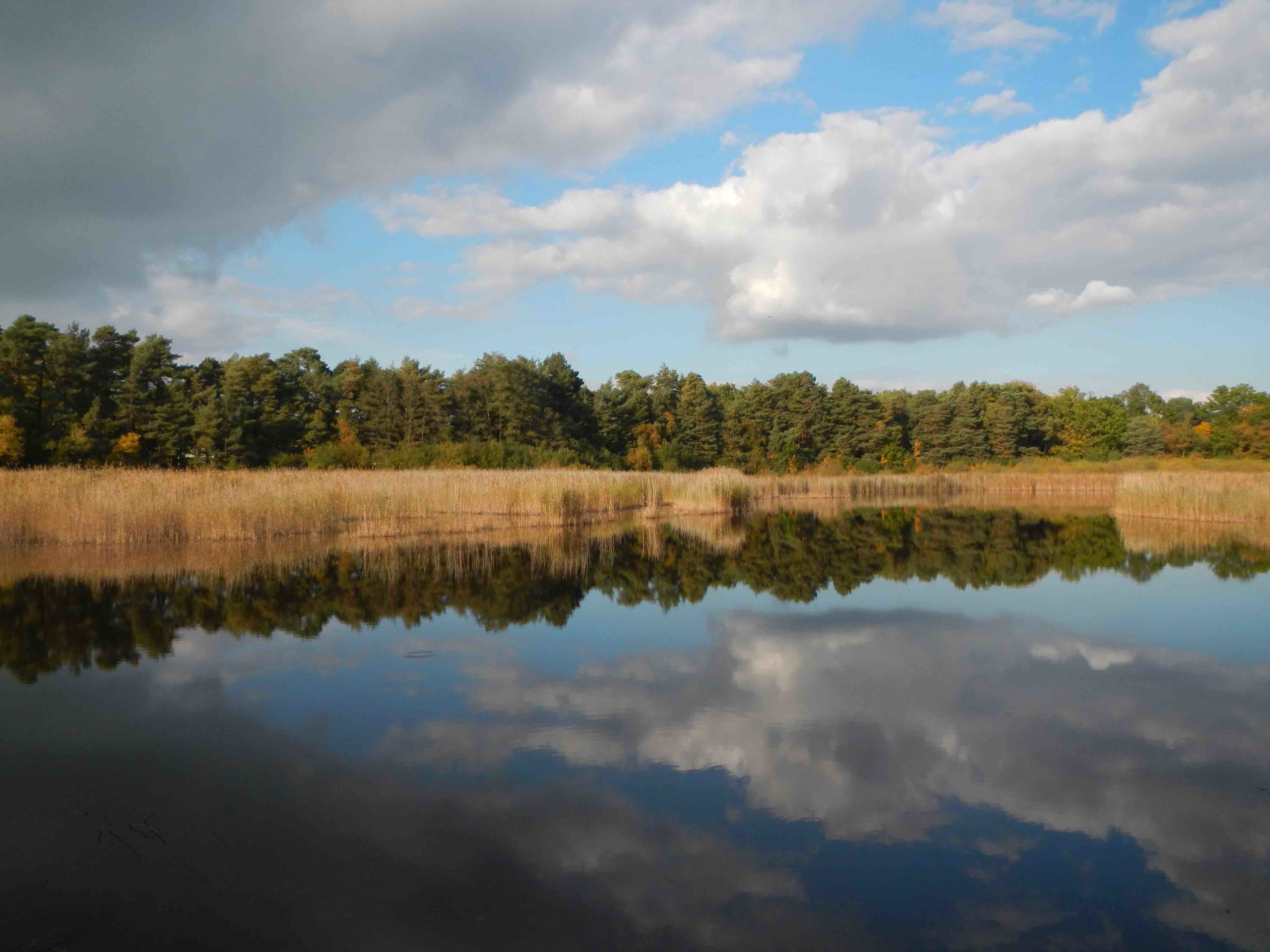 Englemere Pond - Thames Basin Heaths