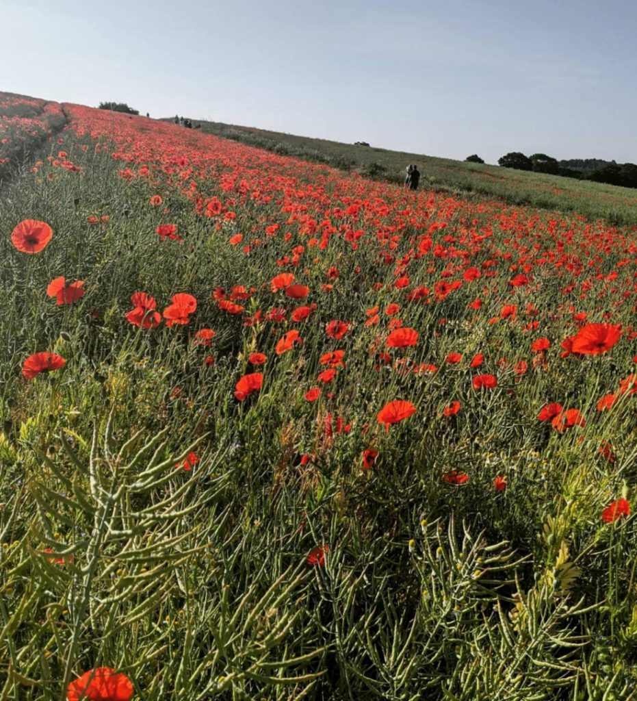 Viewpoints from your doorstep: 1. Chantry Wood - Thames Basin Heaths