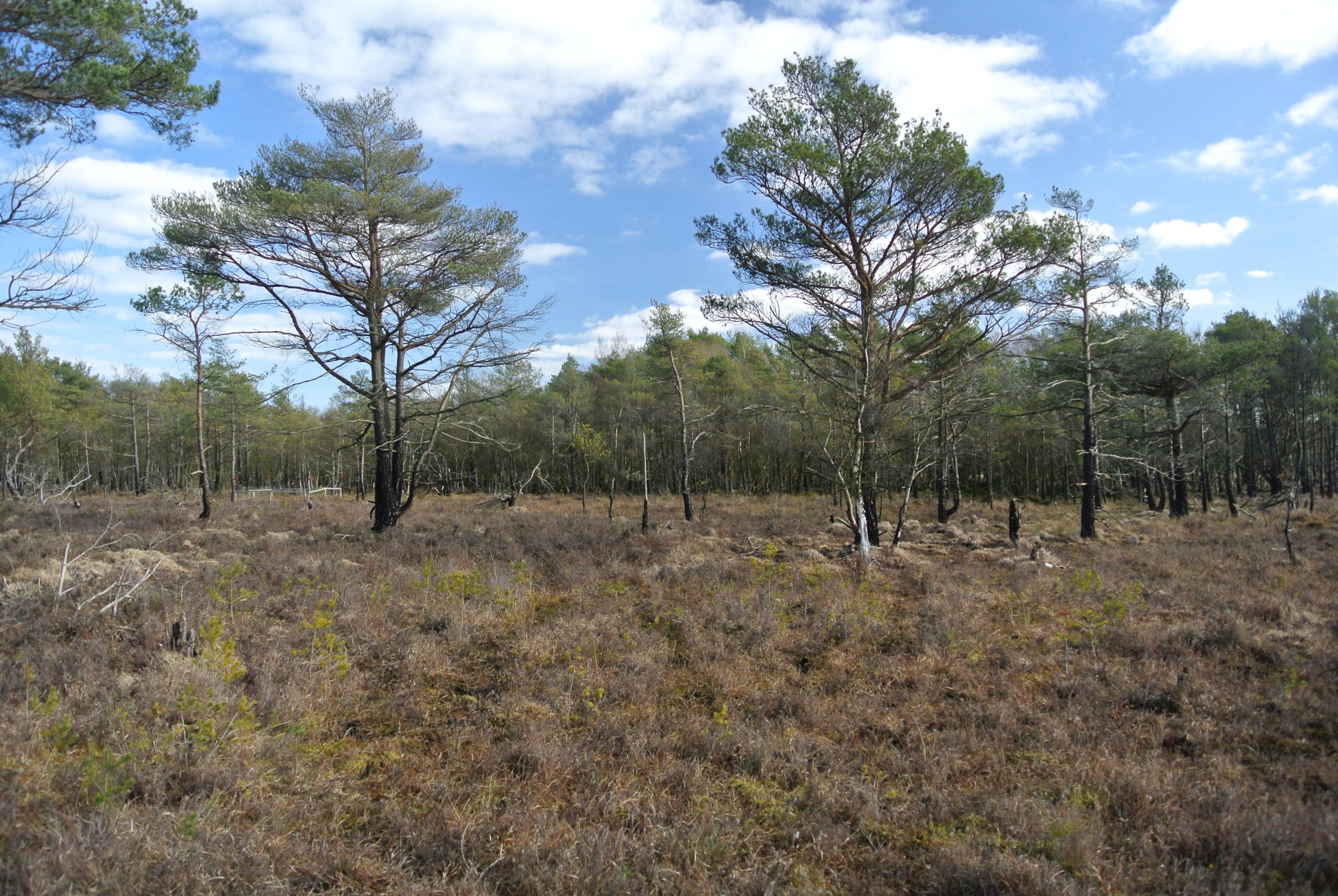 10,000 years of heathland - Thames Basin Heaths