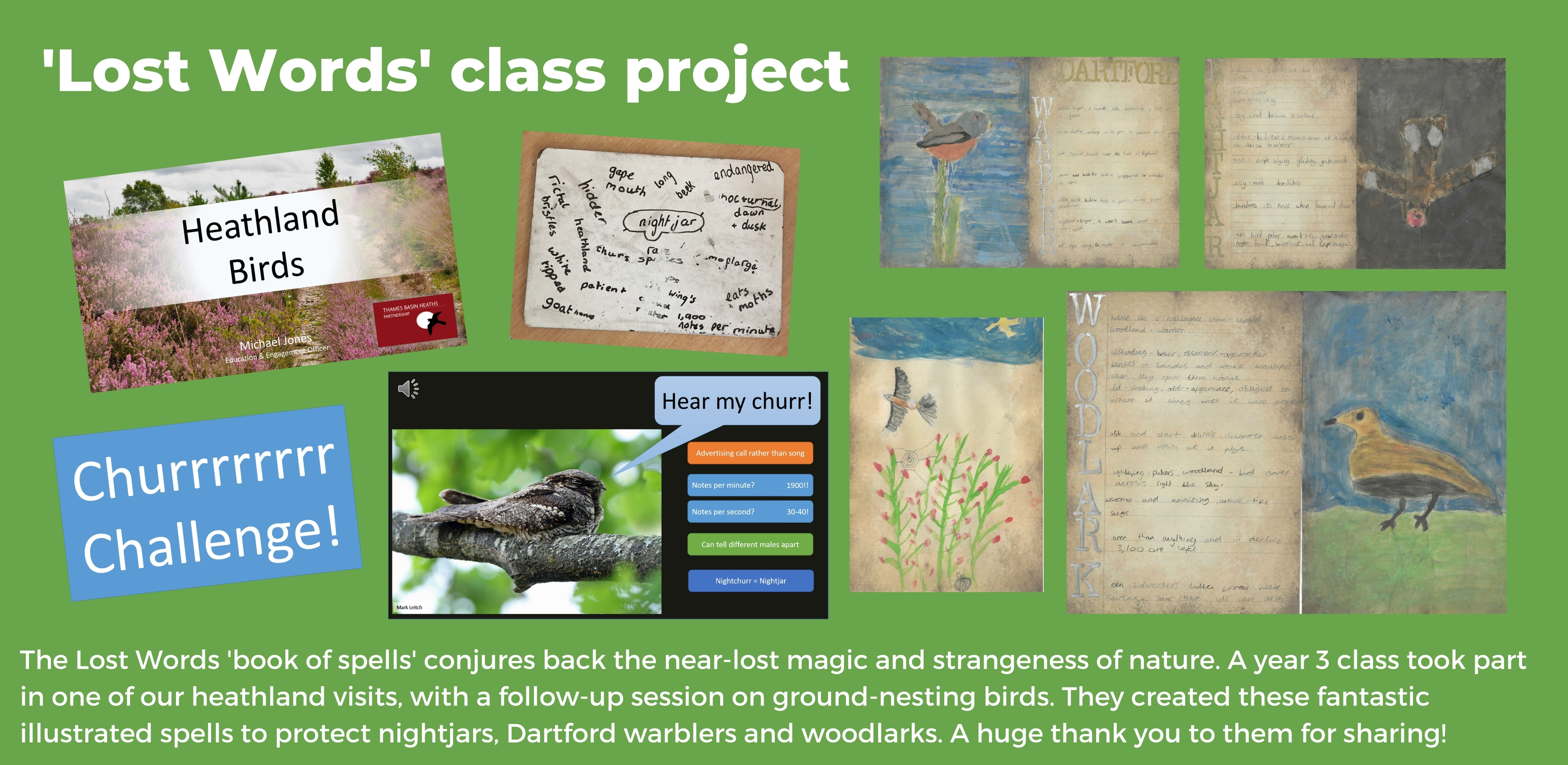 Schools: Our Amazing Heathlands - Thames Basin Heaths