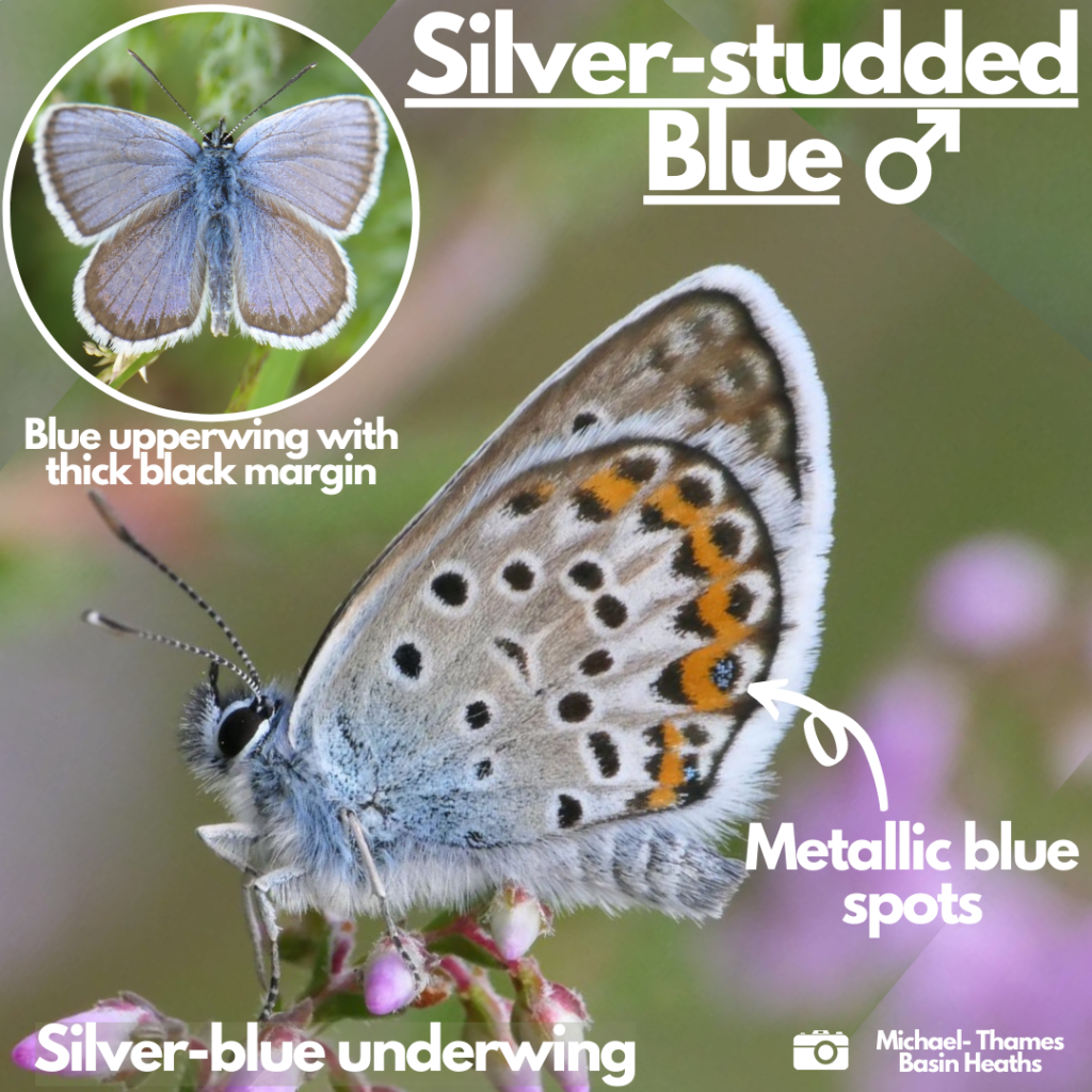 Silver-studded Blue - Thames Basin Heaths