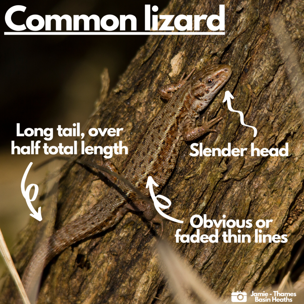 Common Lizard - Thames Basin Heaths
