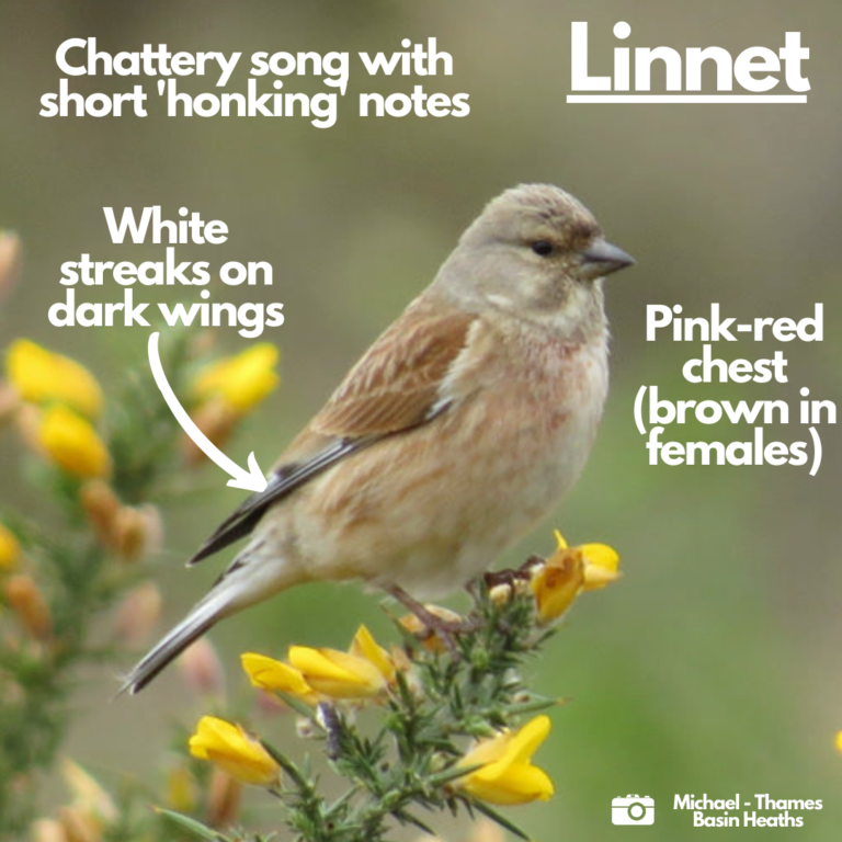 Linnet - Thames Basin Heaths