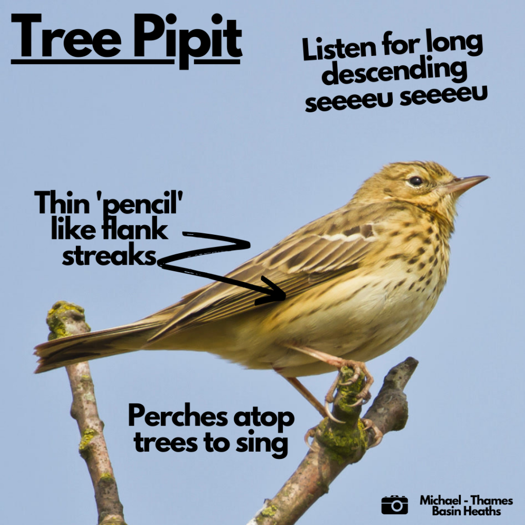 Tree Pipit - Thames Basin Heaths