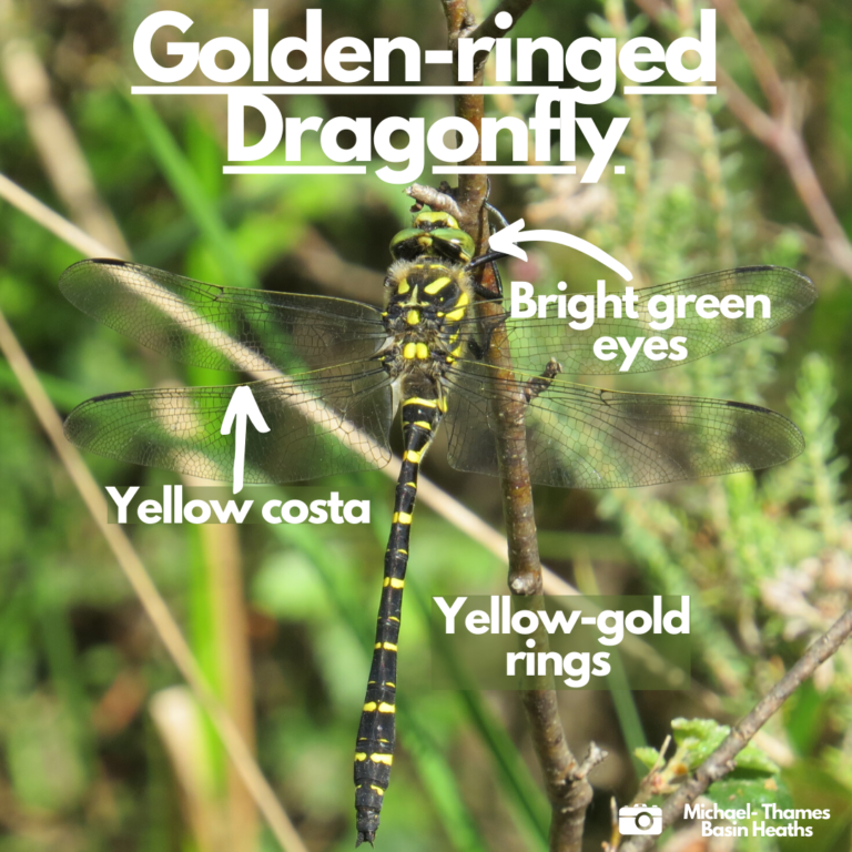 Golden-ringed Dragonfly - Thames Basin Heaths