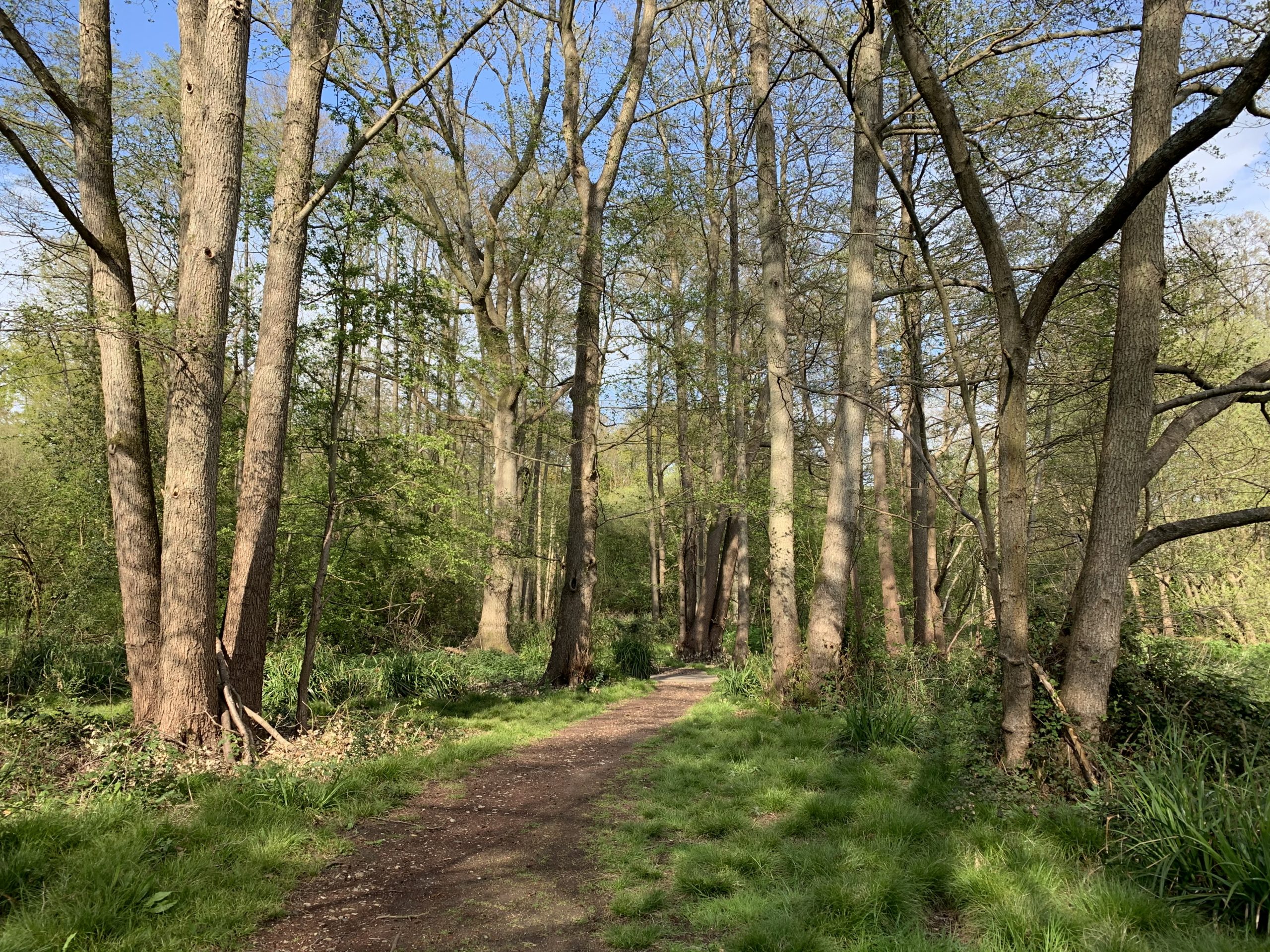 White Rose Lane Nature Reserve - Thames Basin Heaths