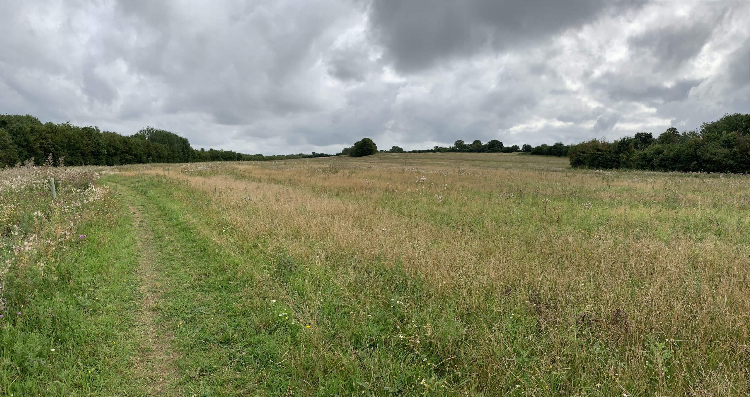Runfold Ridge - Thames Basin Heaths