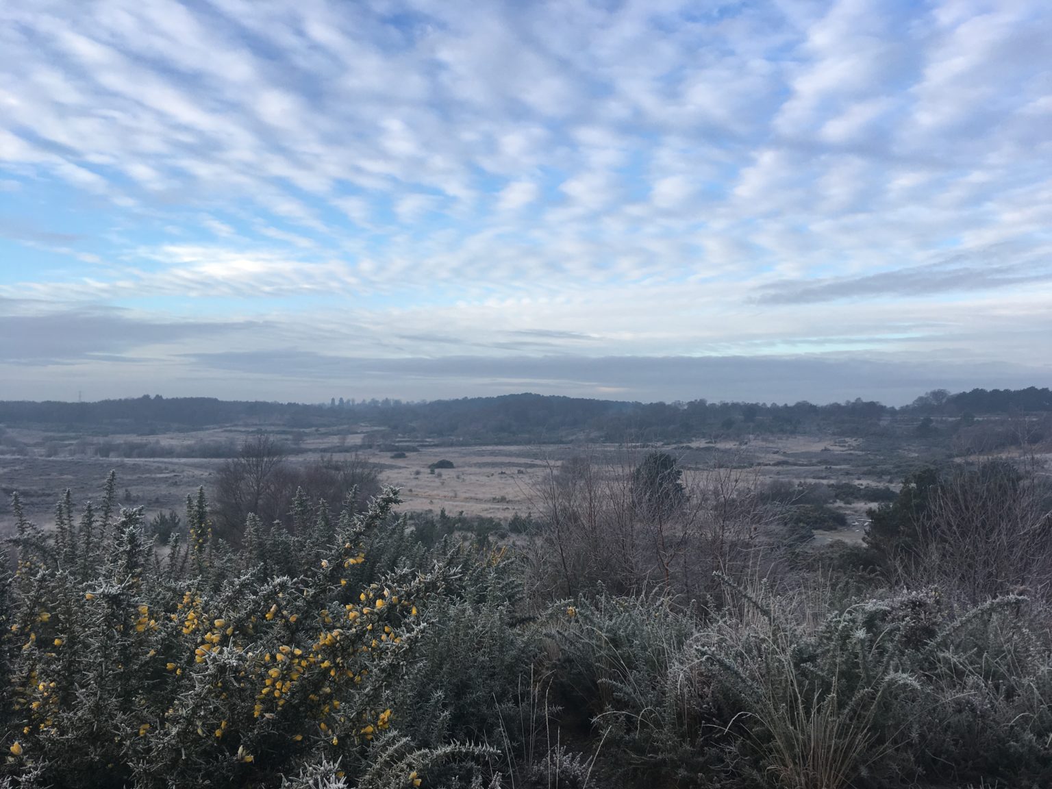 Winter on the heath - Thames Basin Heaths