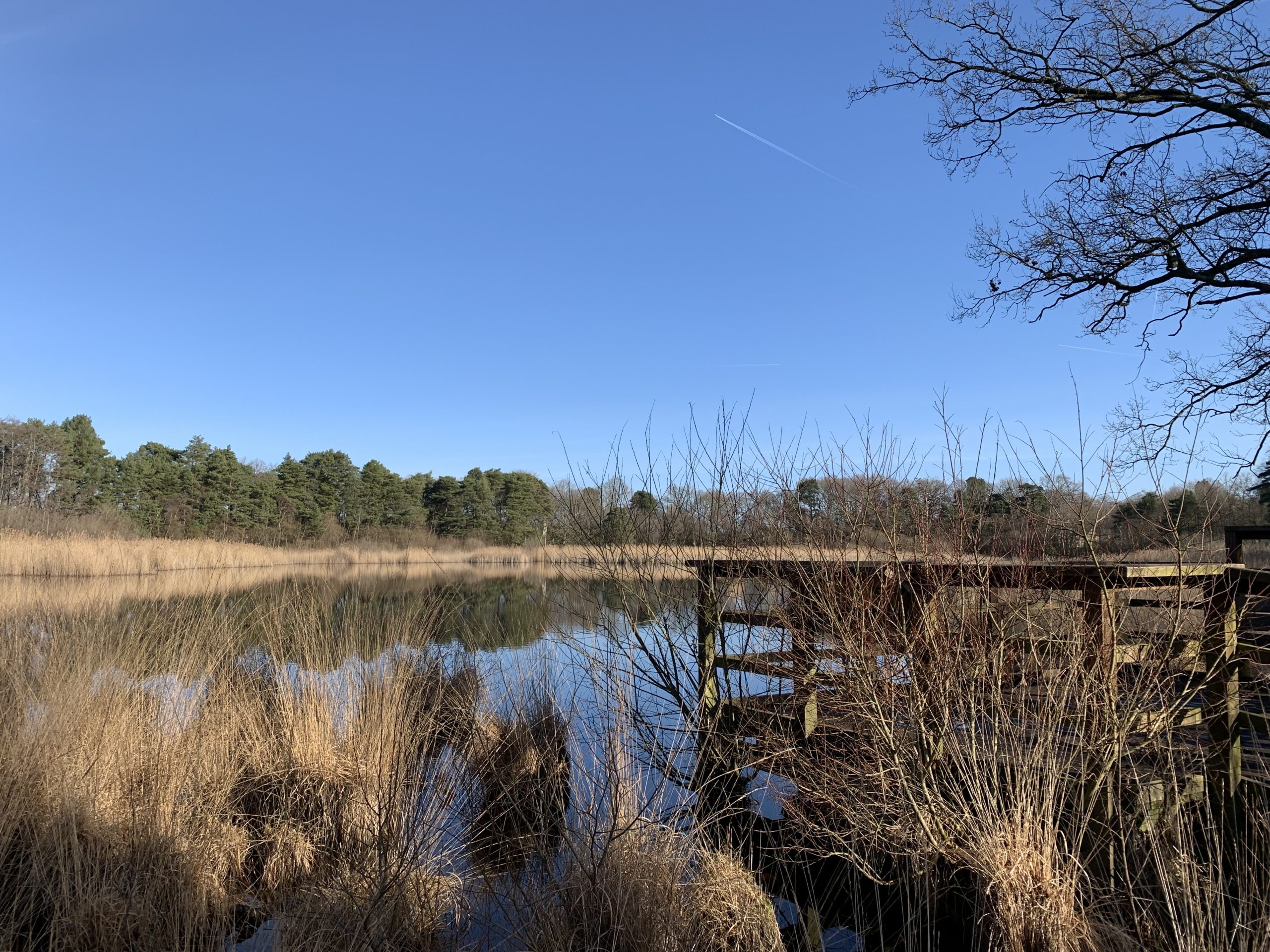 Englemere Pond - Thames Basin Heaths