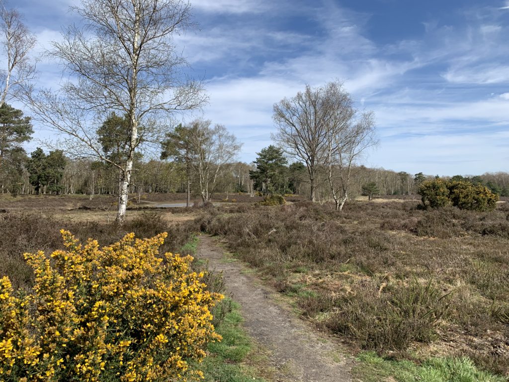 Sheet's Heath - Thames Basin Heaths