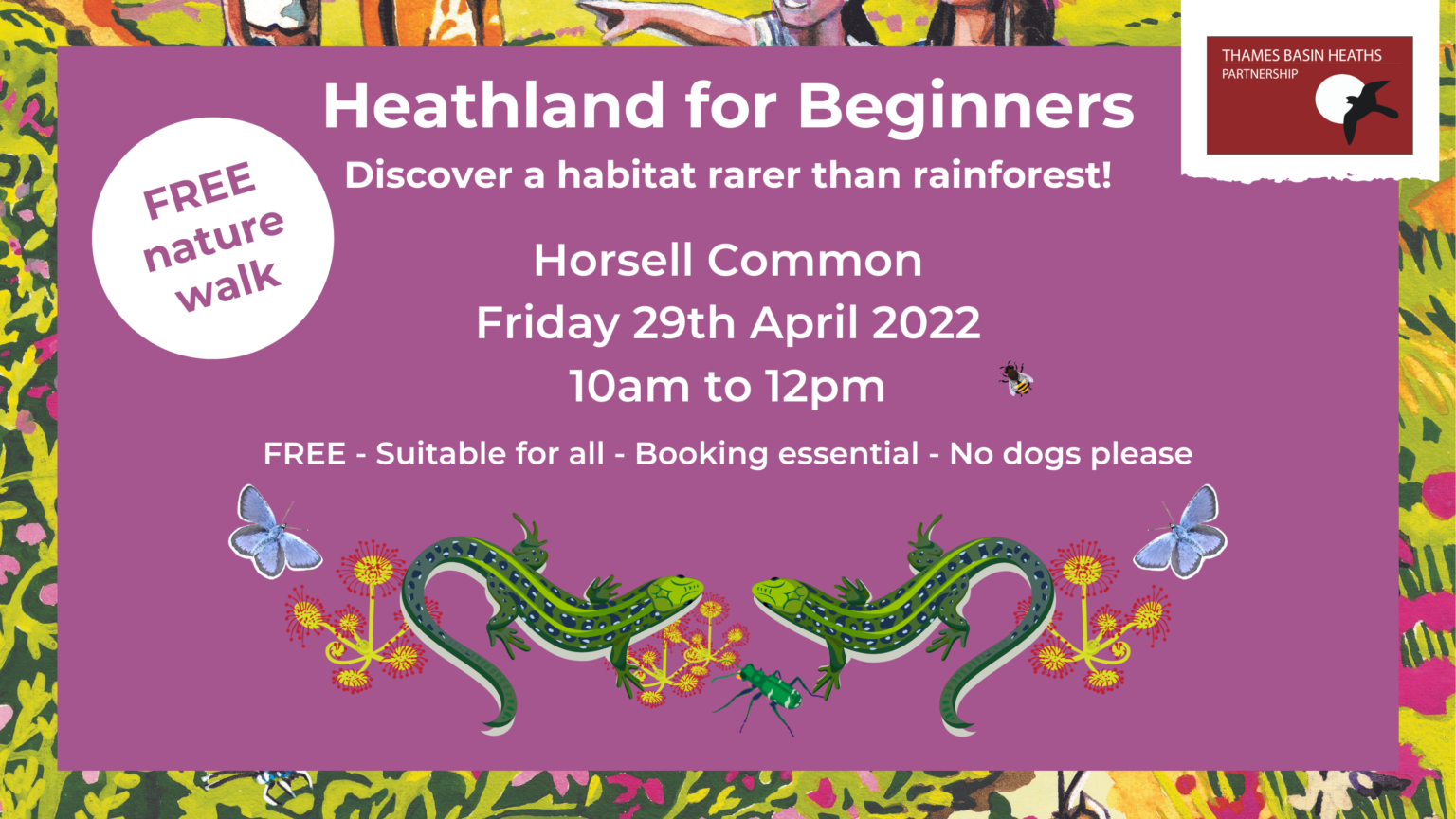 Heathland for Beginners: Horsell Common - Thames Basin Heaths