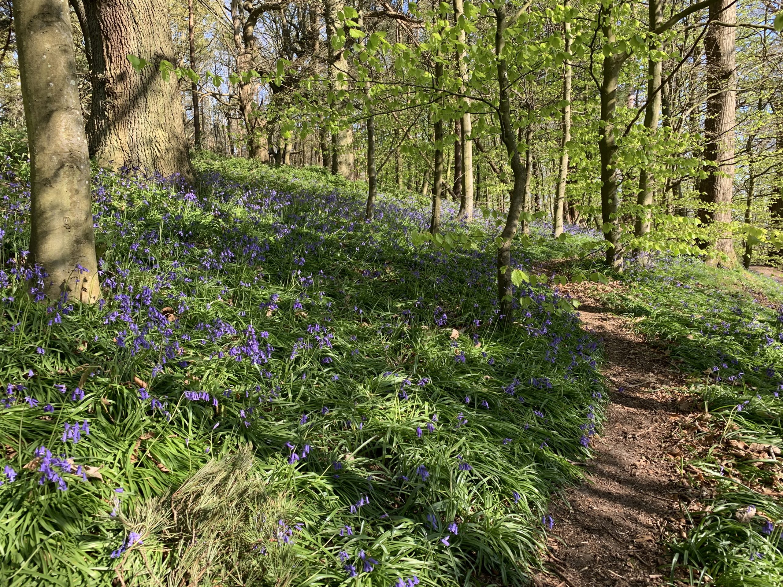 Chantry Wood - Thames Basin Heaths