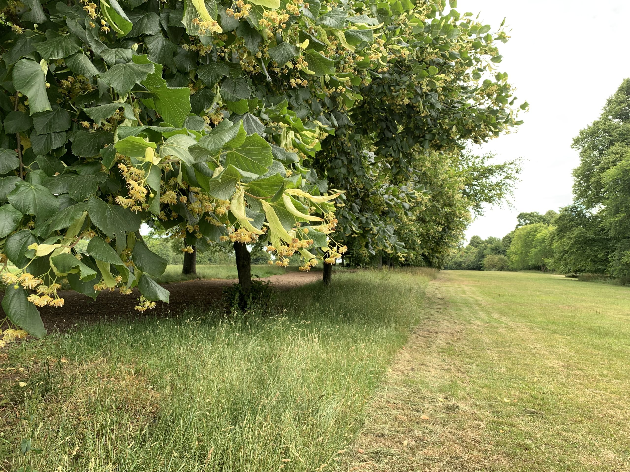 Farnham Park - Thames Basin Heaths